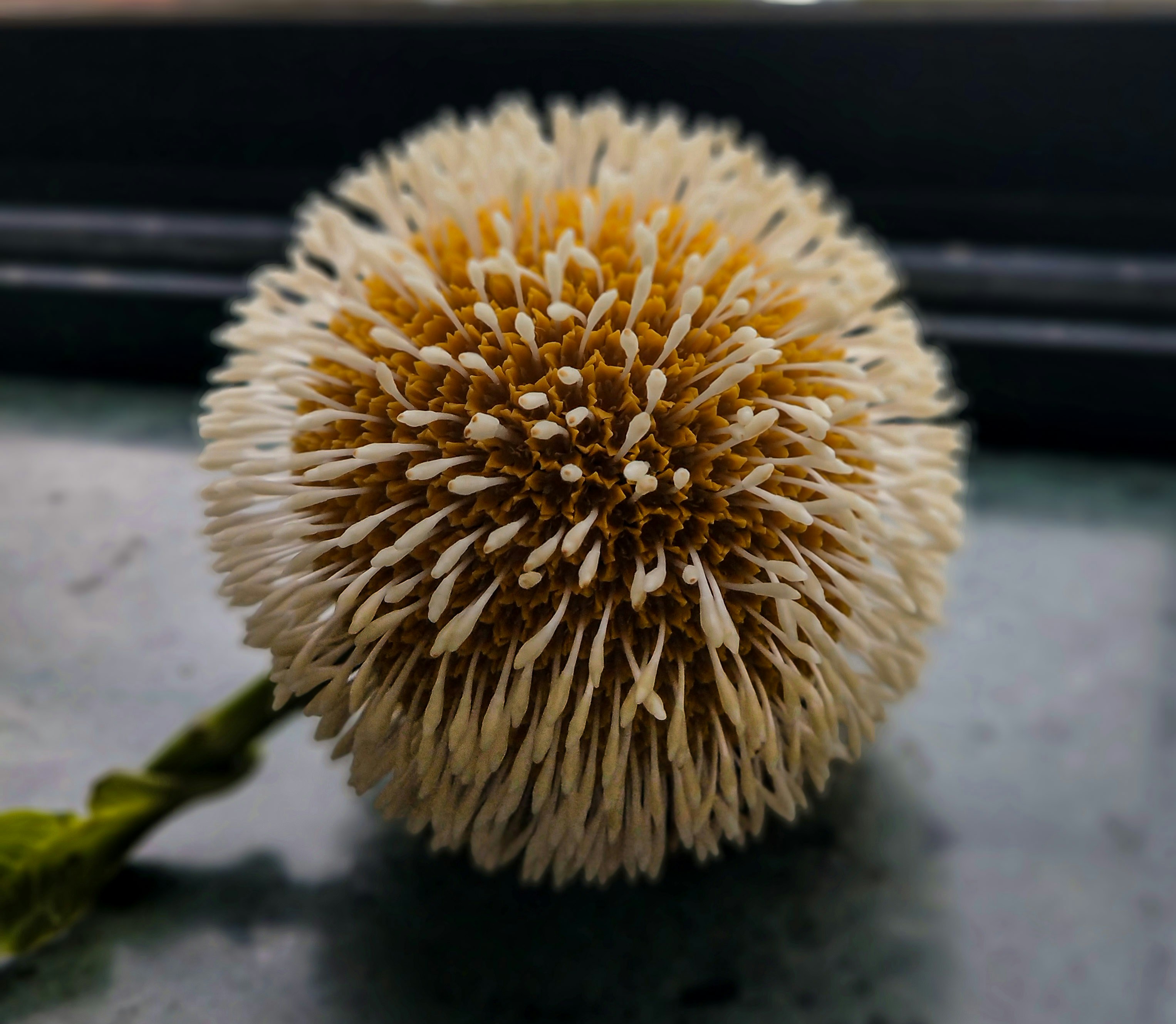 Close-Up of a Spiky Bloom: Macro Focus on a Dried-Texture Flower Ball