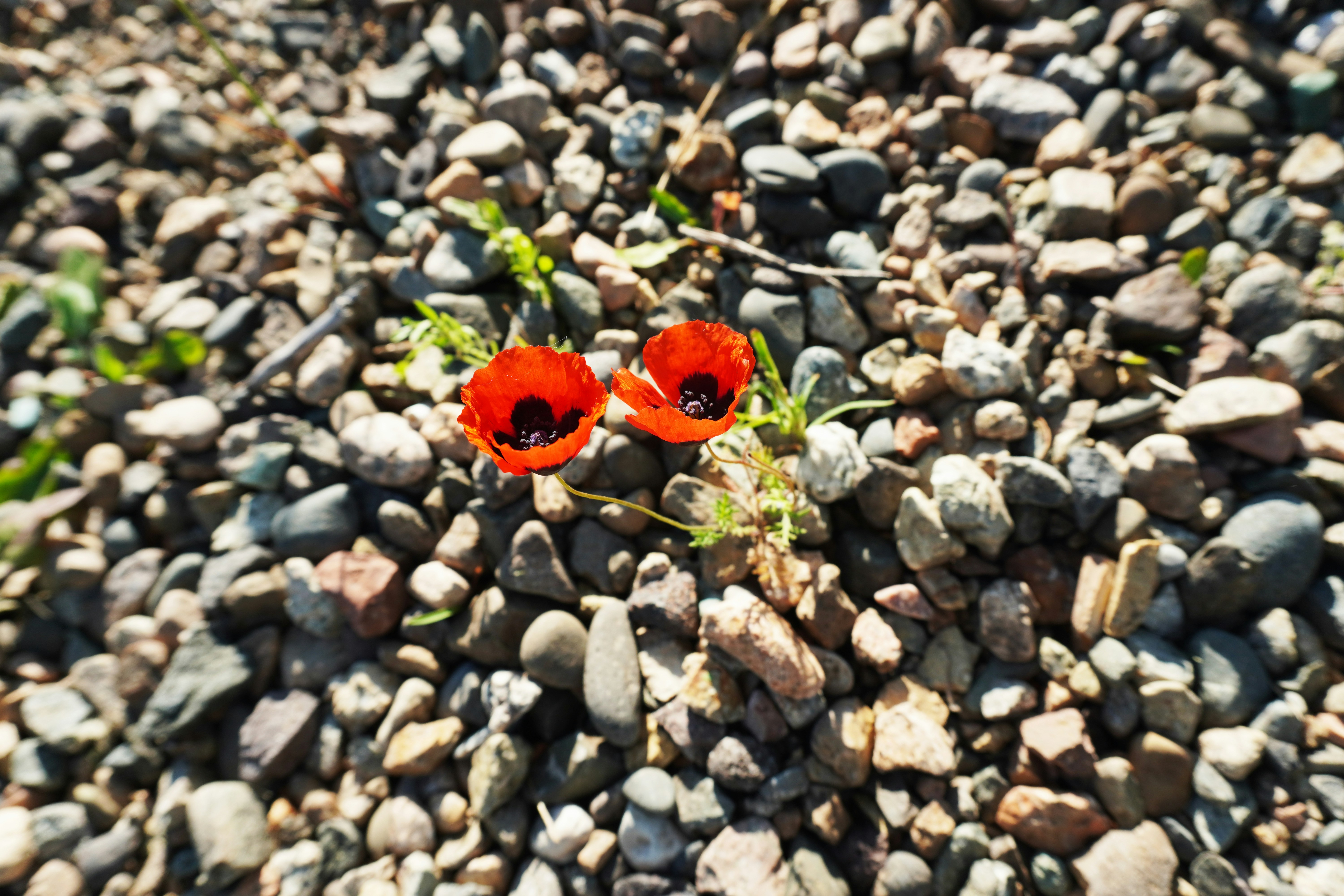 Red Poppies Rising from the Pebbles