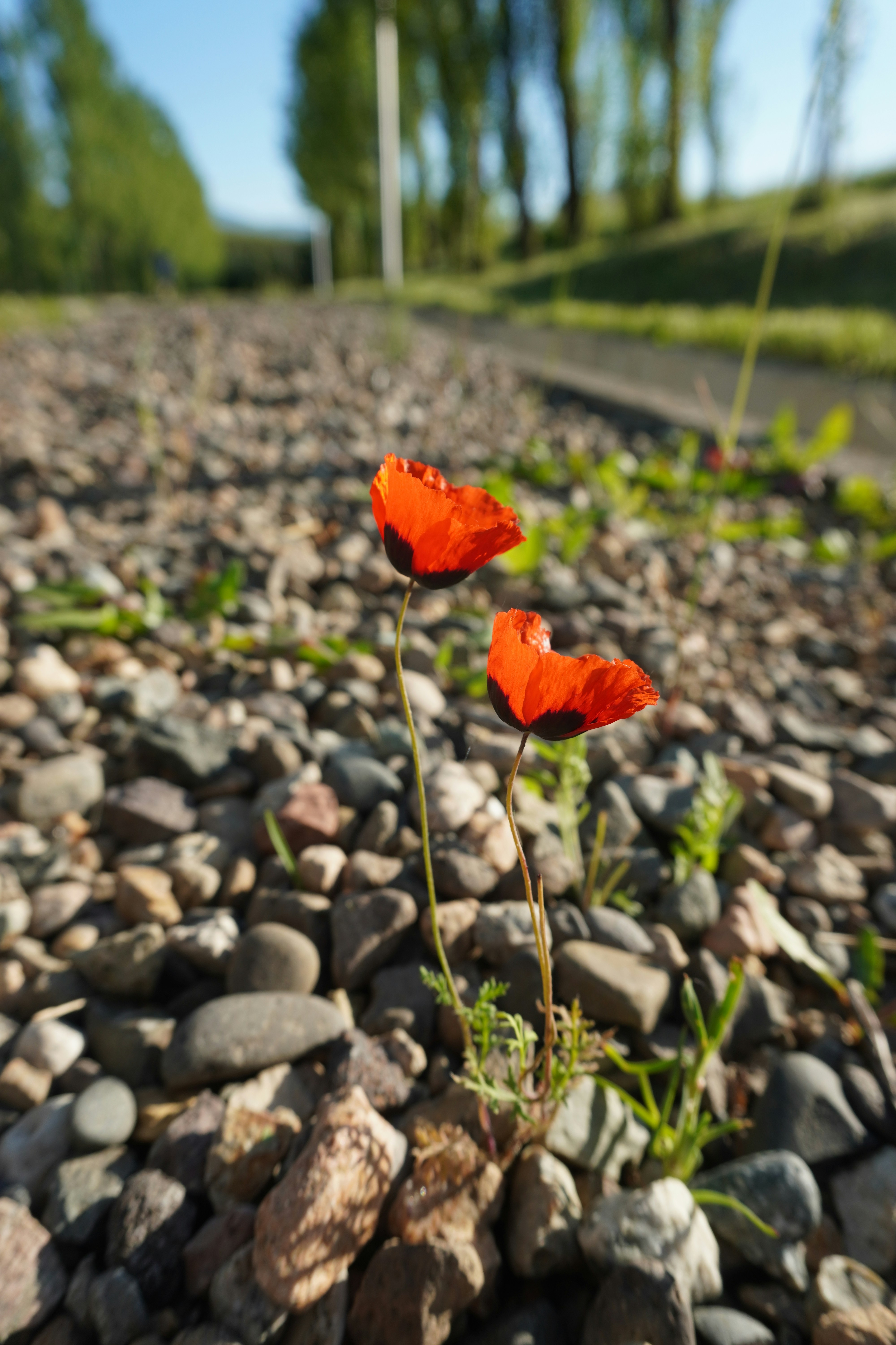 Two red poppies rise from sunlit pebbles against a blurred park path