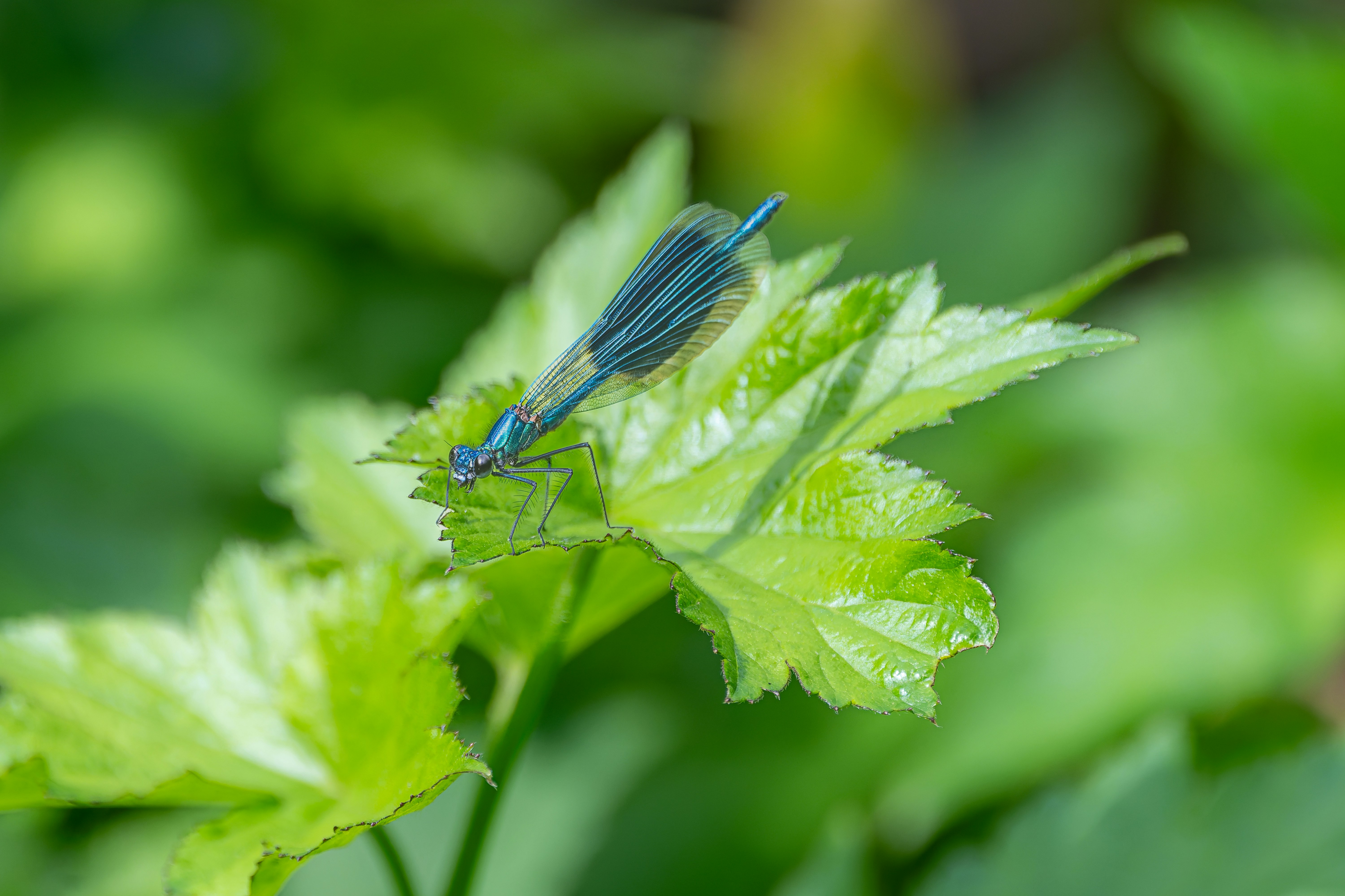 Azure Damselfly perched on serrated leaf in soft garden light