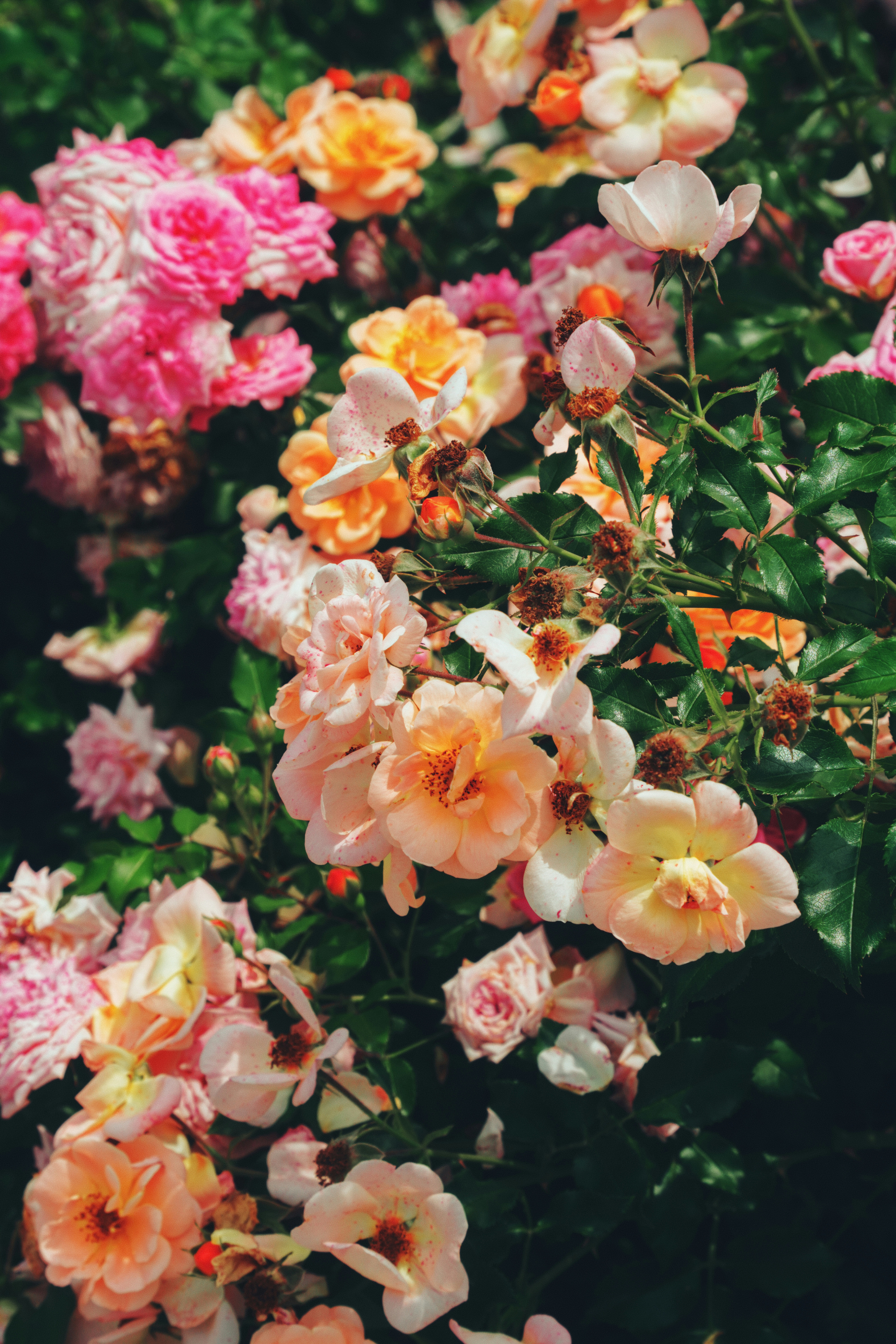 Blooming Confetti: The Peach-Pink Rose Mosaic