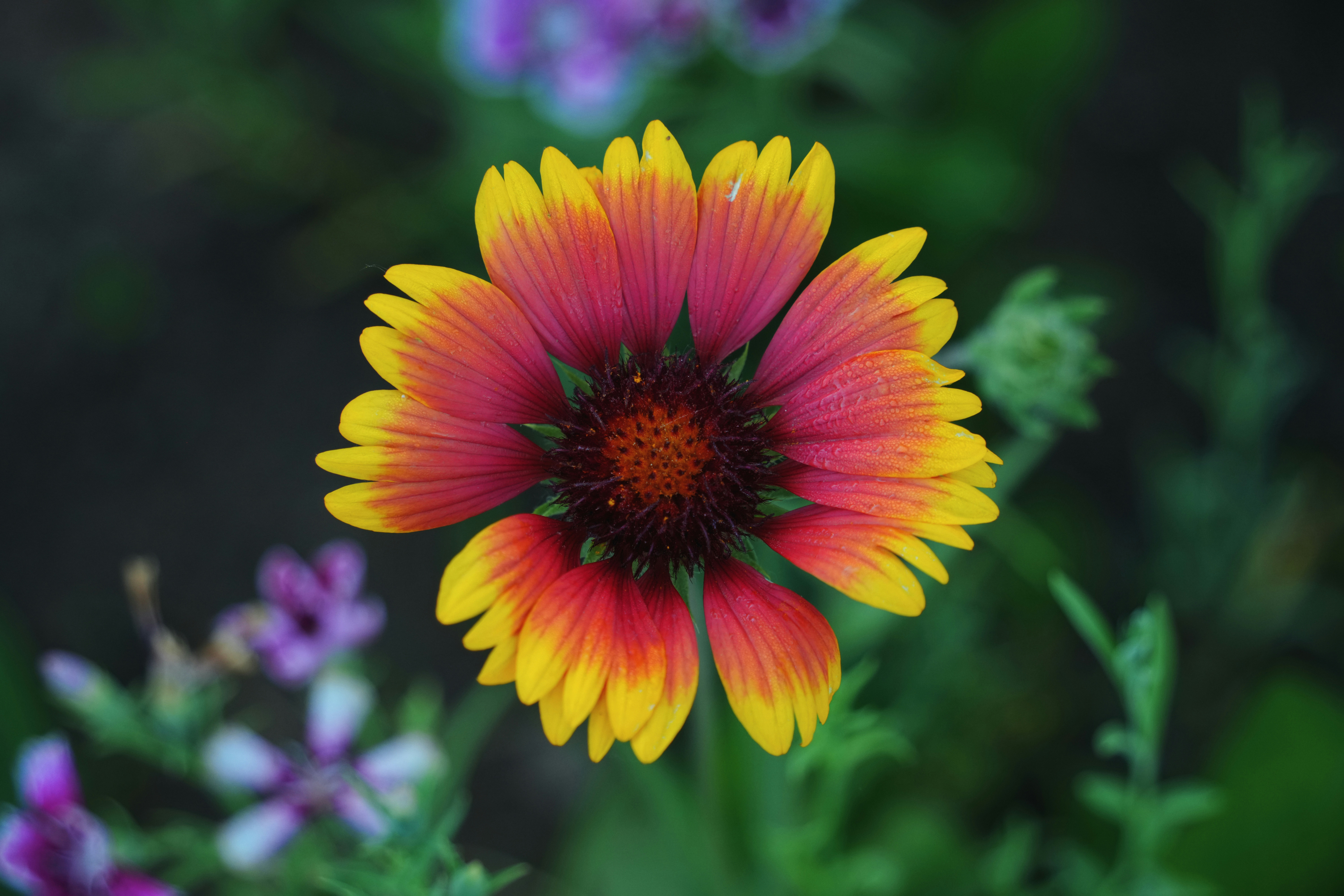 A vibrant red and yellow blanket flower with green foliage.