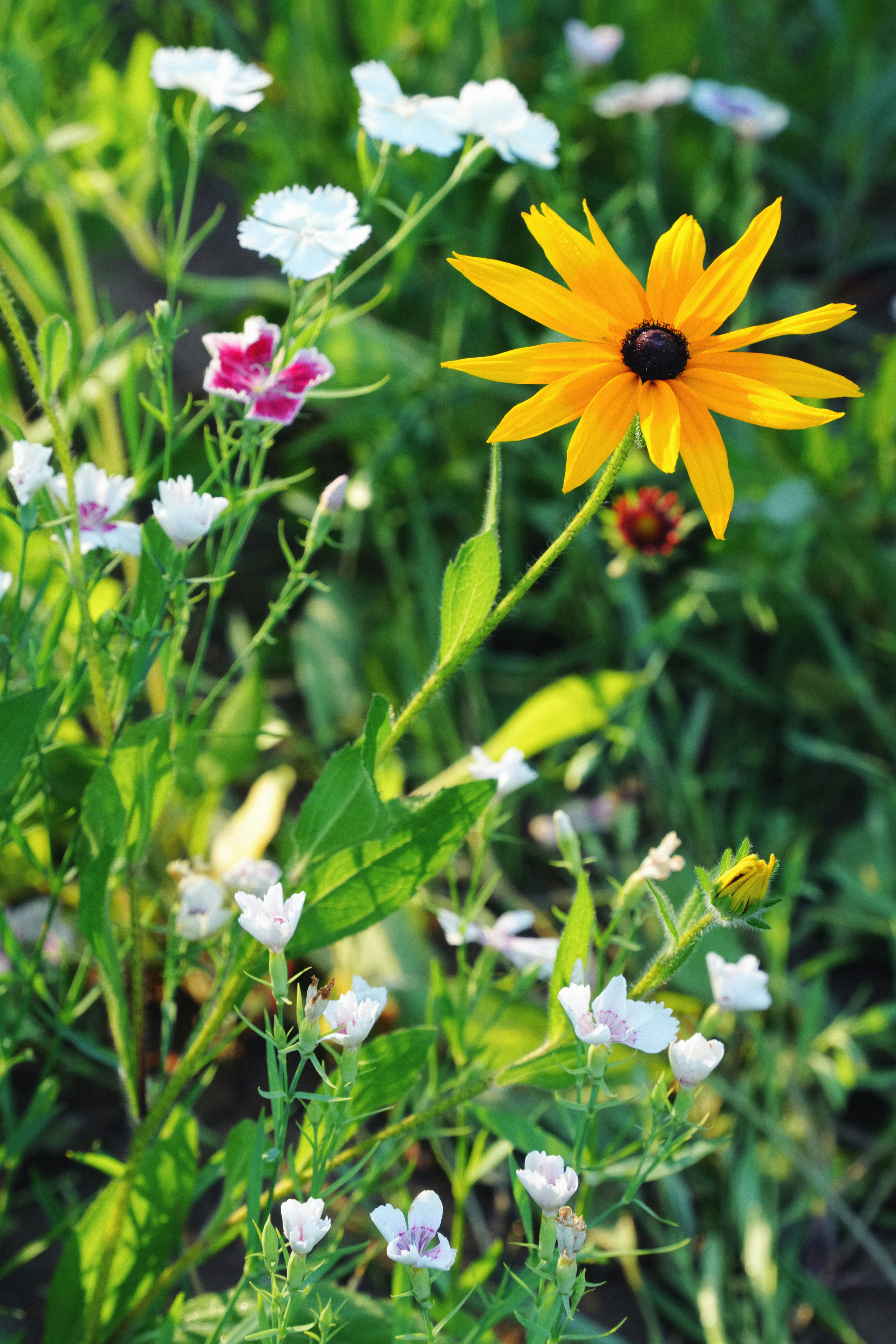 Yellow black-eyed susan among white and pink wildflowers.