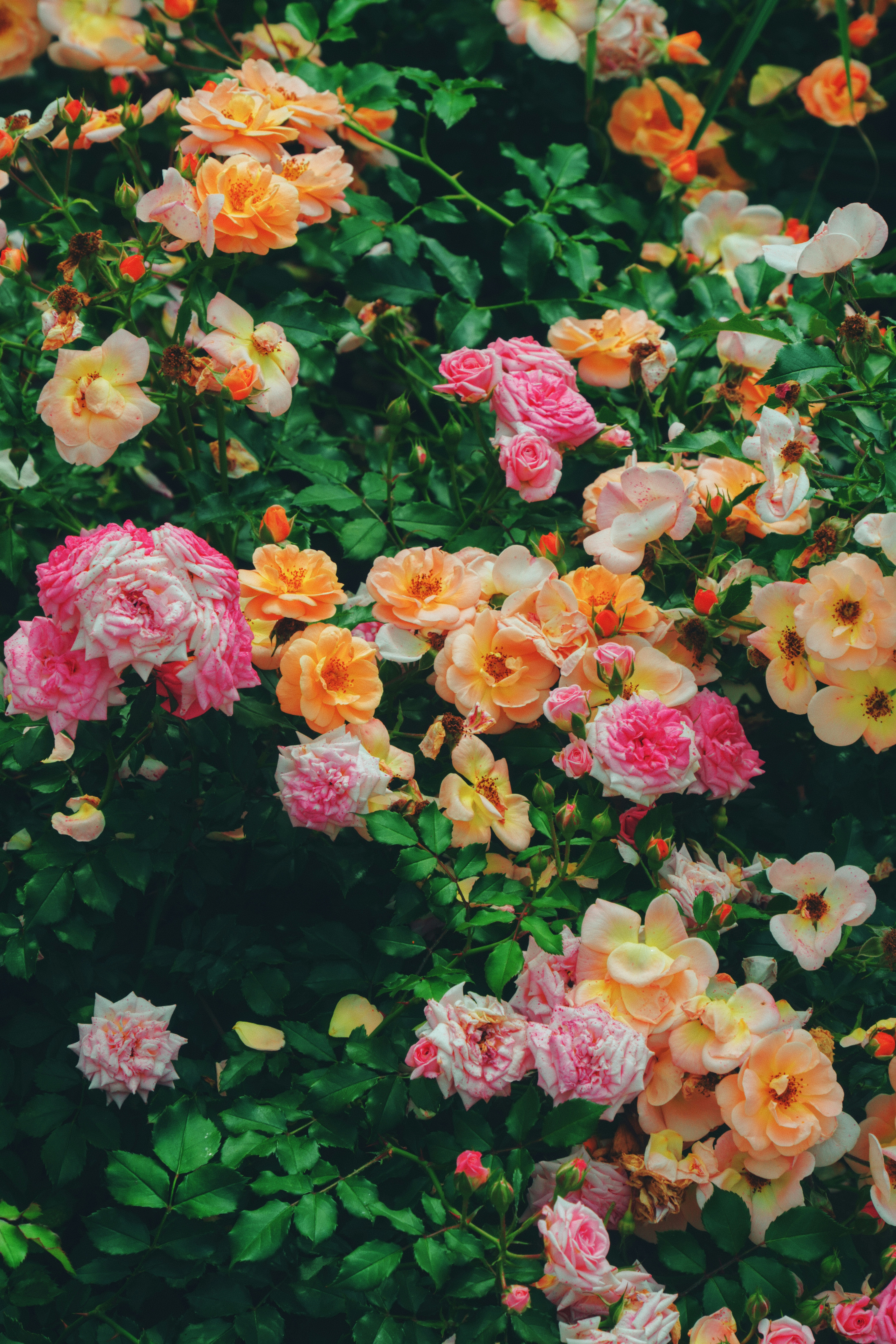 A beautiful bush of pink and orange roses.