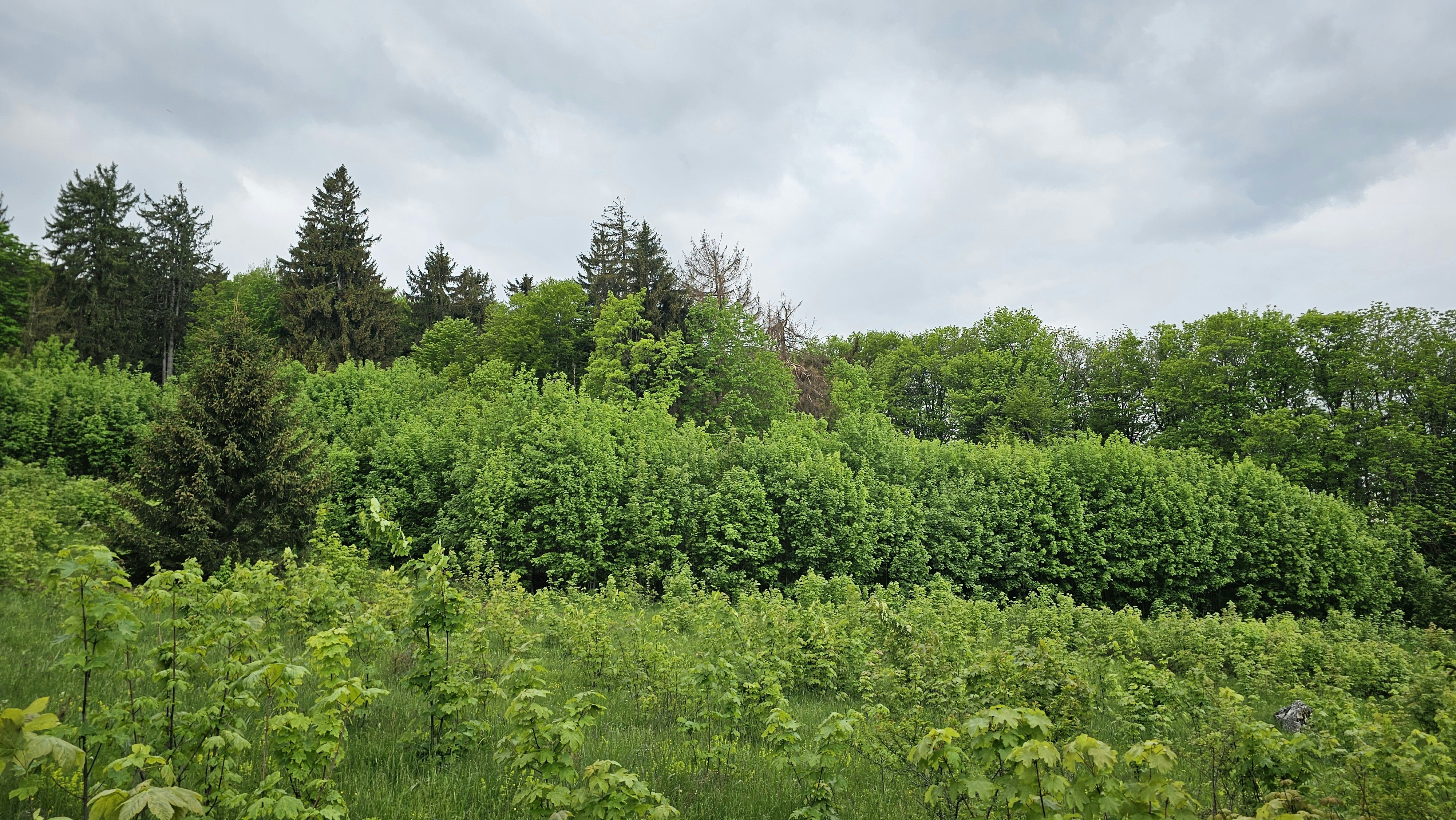 Verdant Horizon: A Sea of Green Under Cloudy Skies
