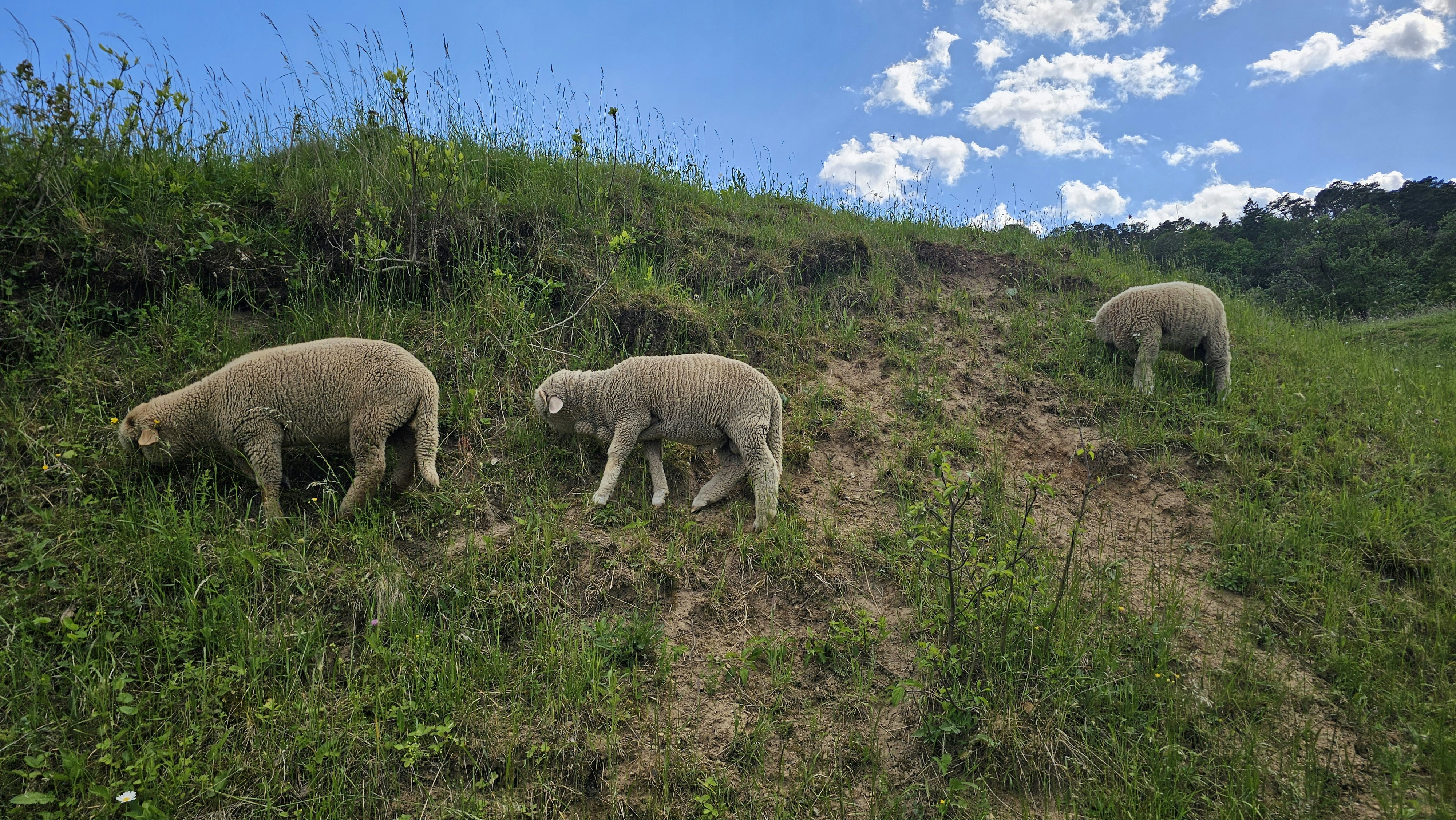 Three grazing sheep ascend a grassy hillside under a bright sky