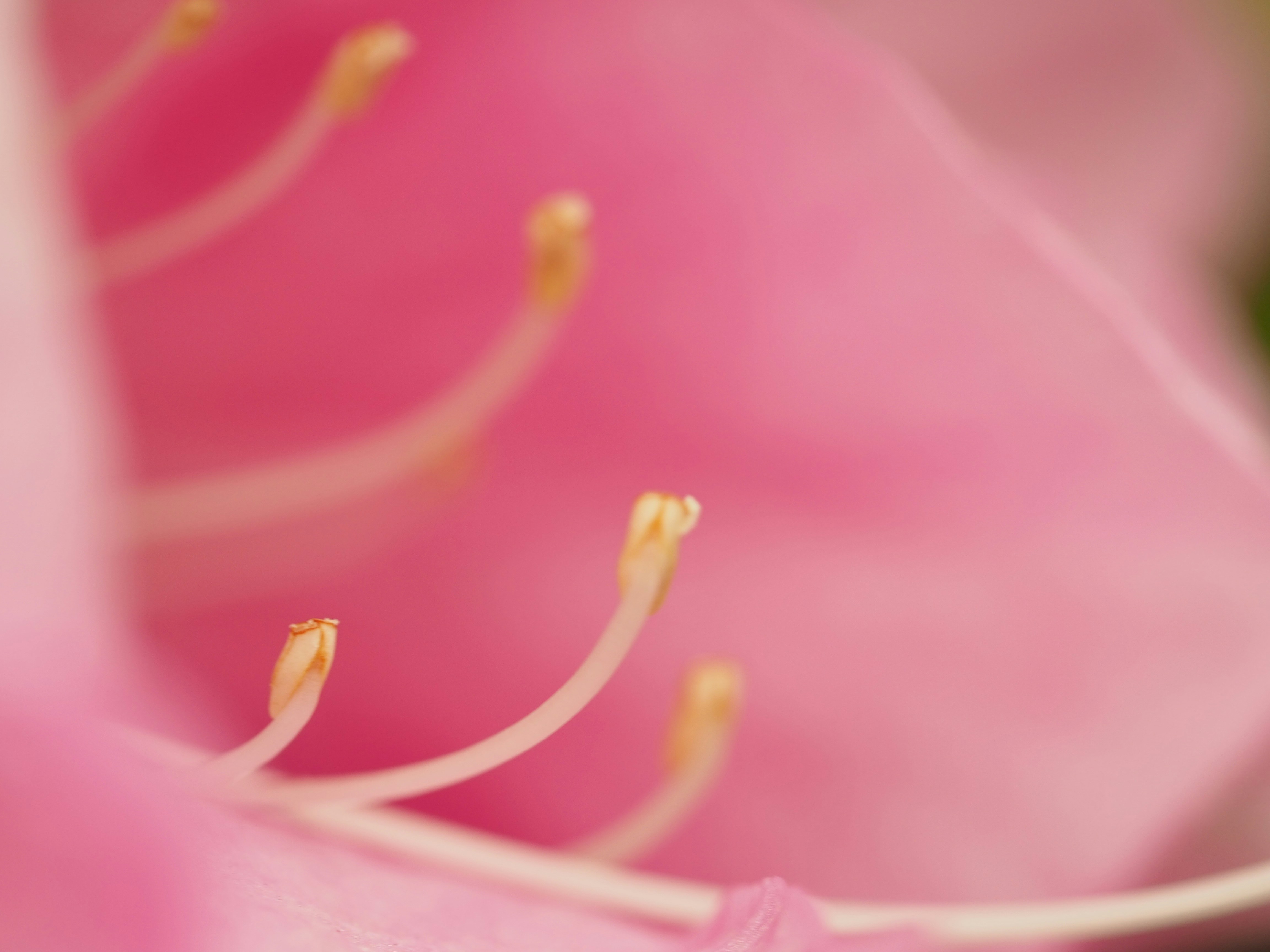 Soft Pink Stamen Close-Up: Quiet Detail in Bloom