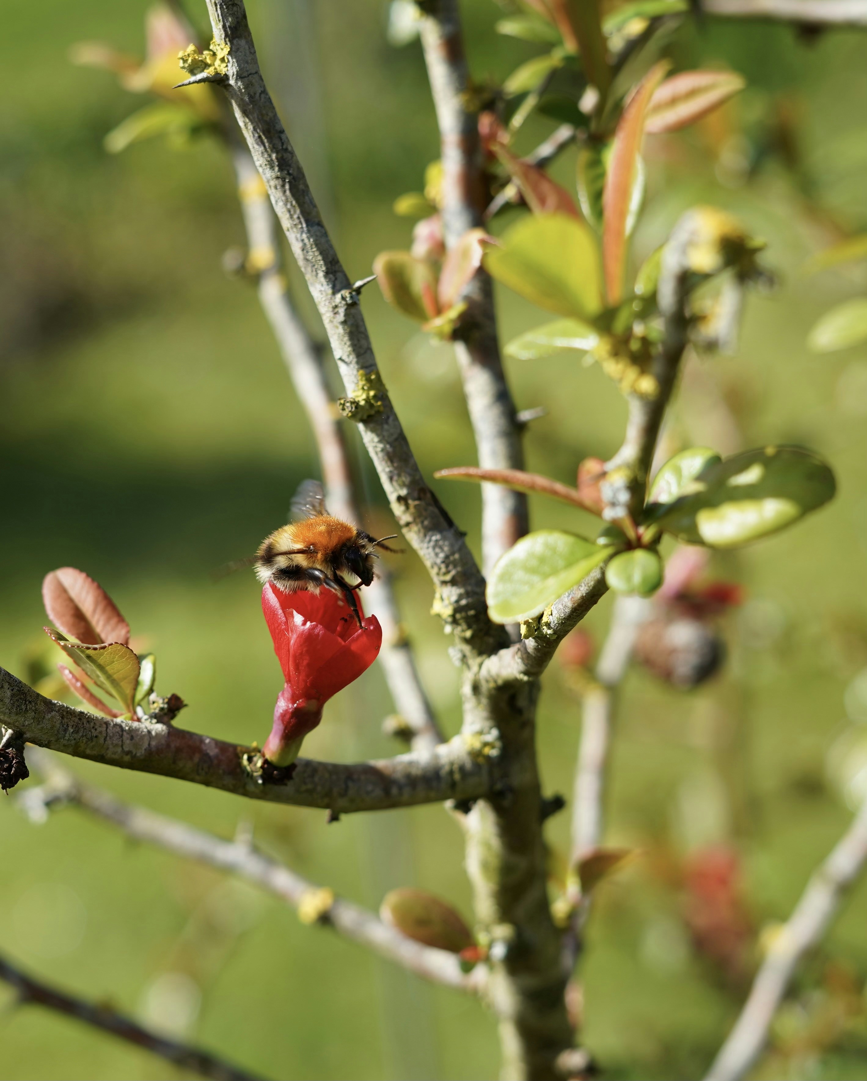 Bee on a Red Bud Flower: Tiny Life Amid Spring Branches