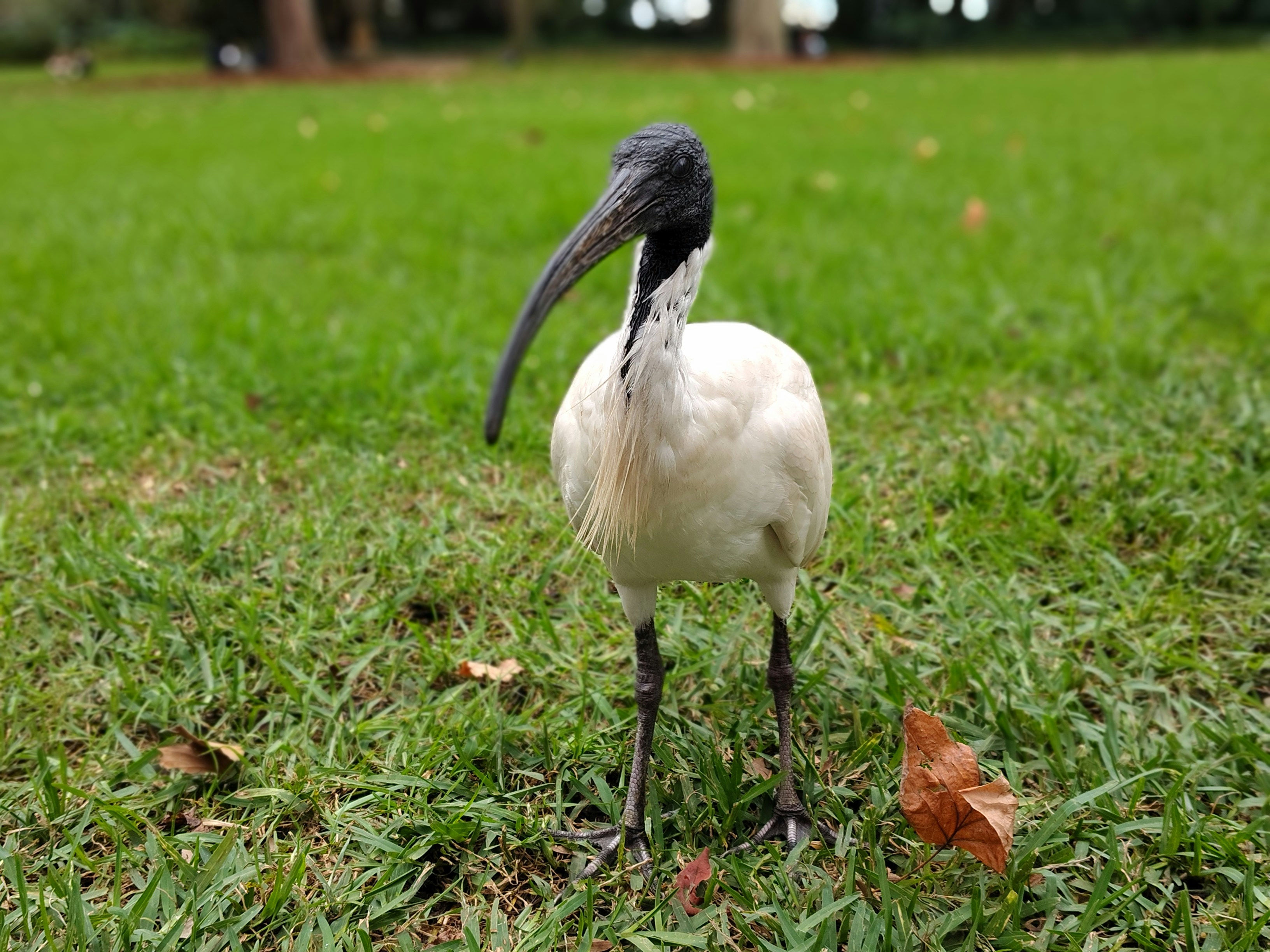 An australian white ibis stands on green grass.