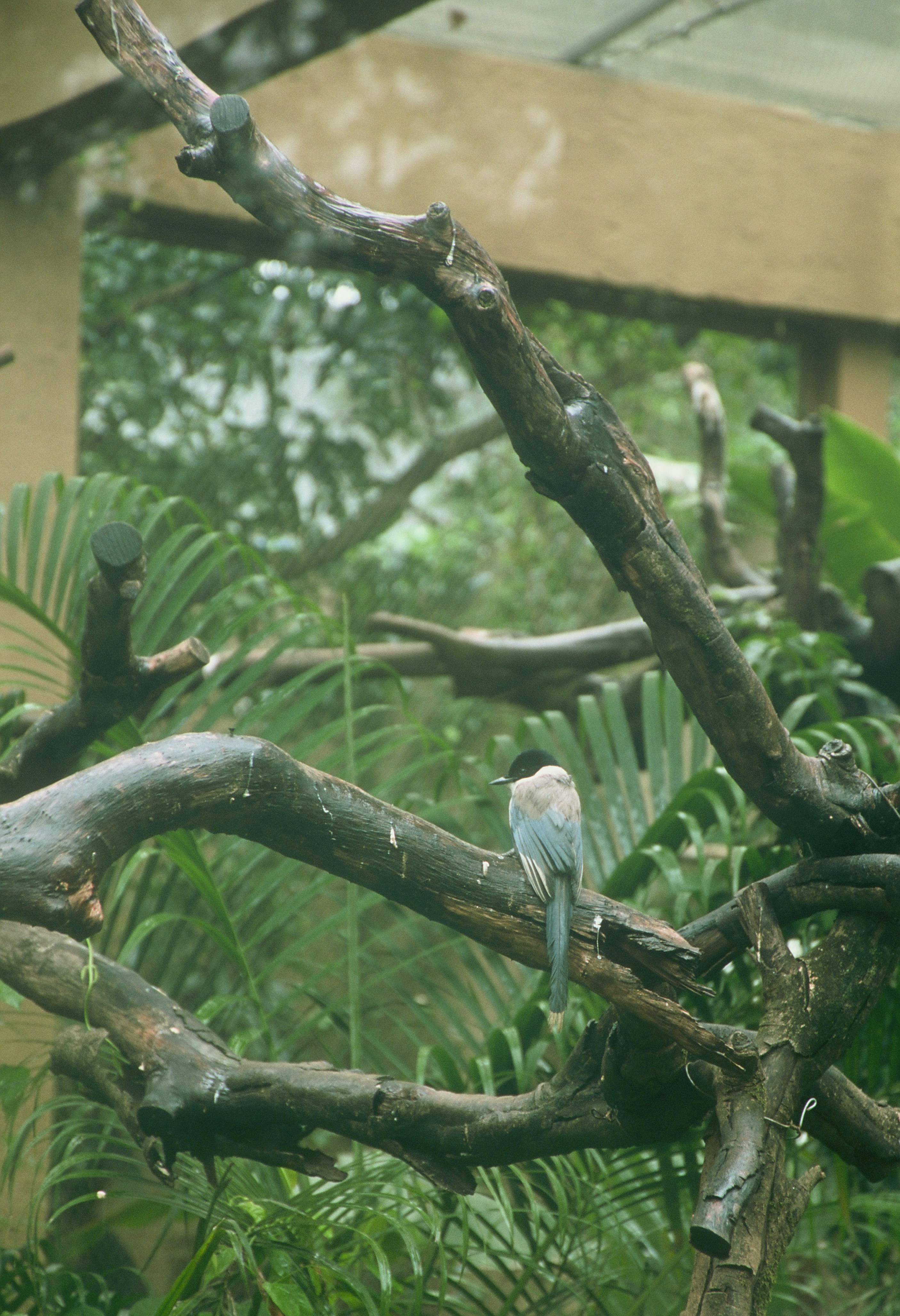 Blue-gray Bird Perched on a Weathered Branch in a Lush Enclosure