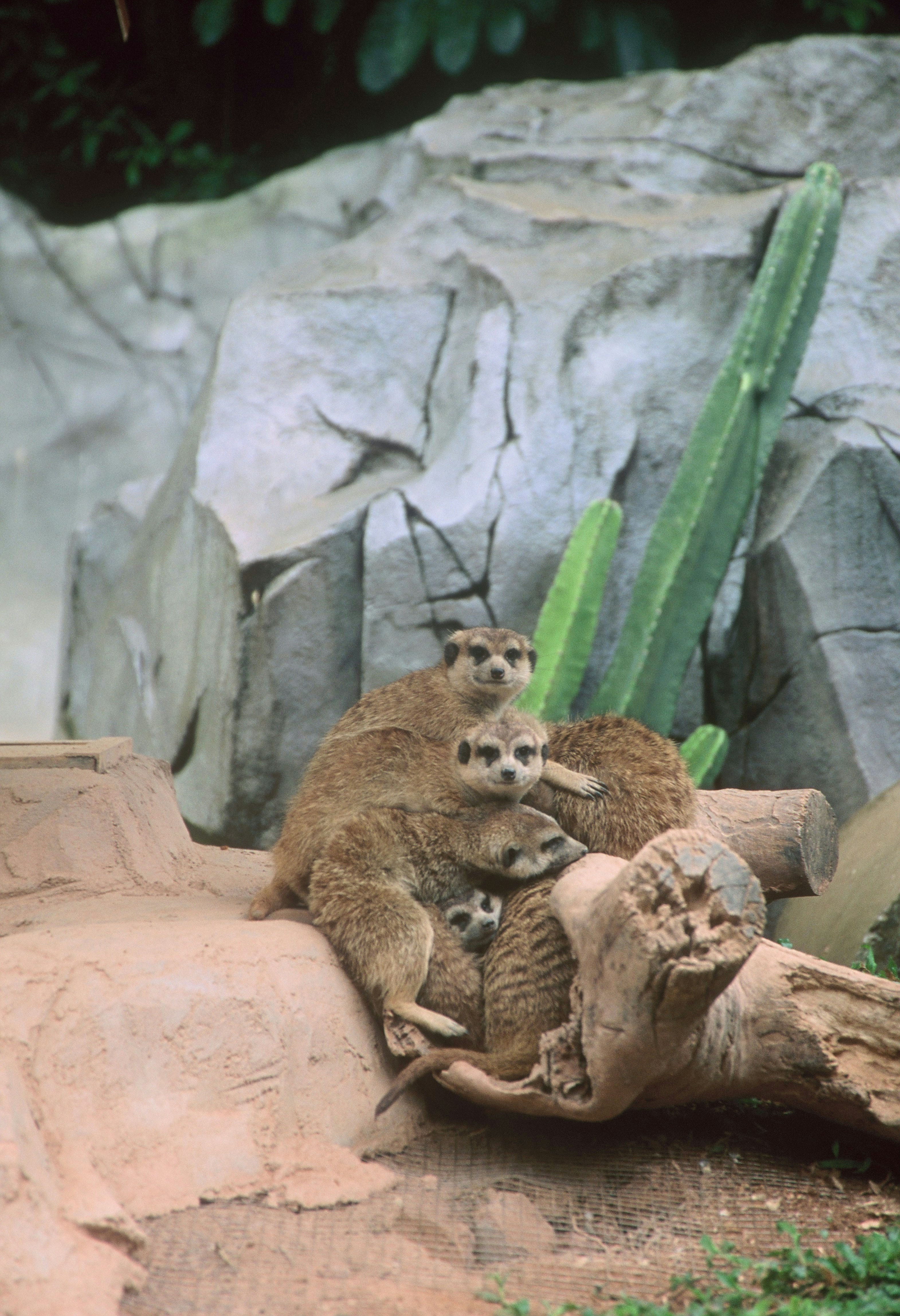 A small group of meerkats/clan members huddle together on a textured log amid a rocky setting with green cacti in the background.