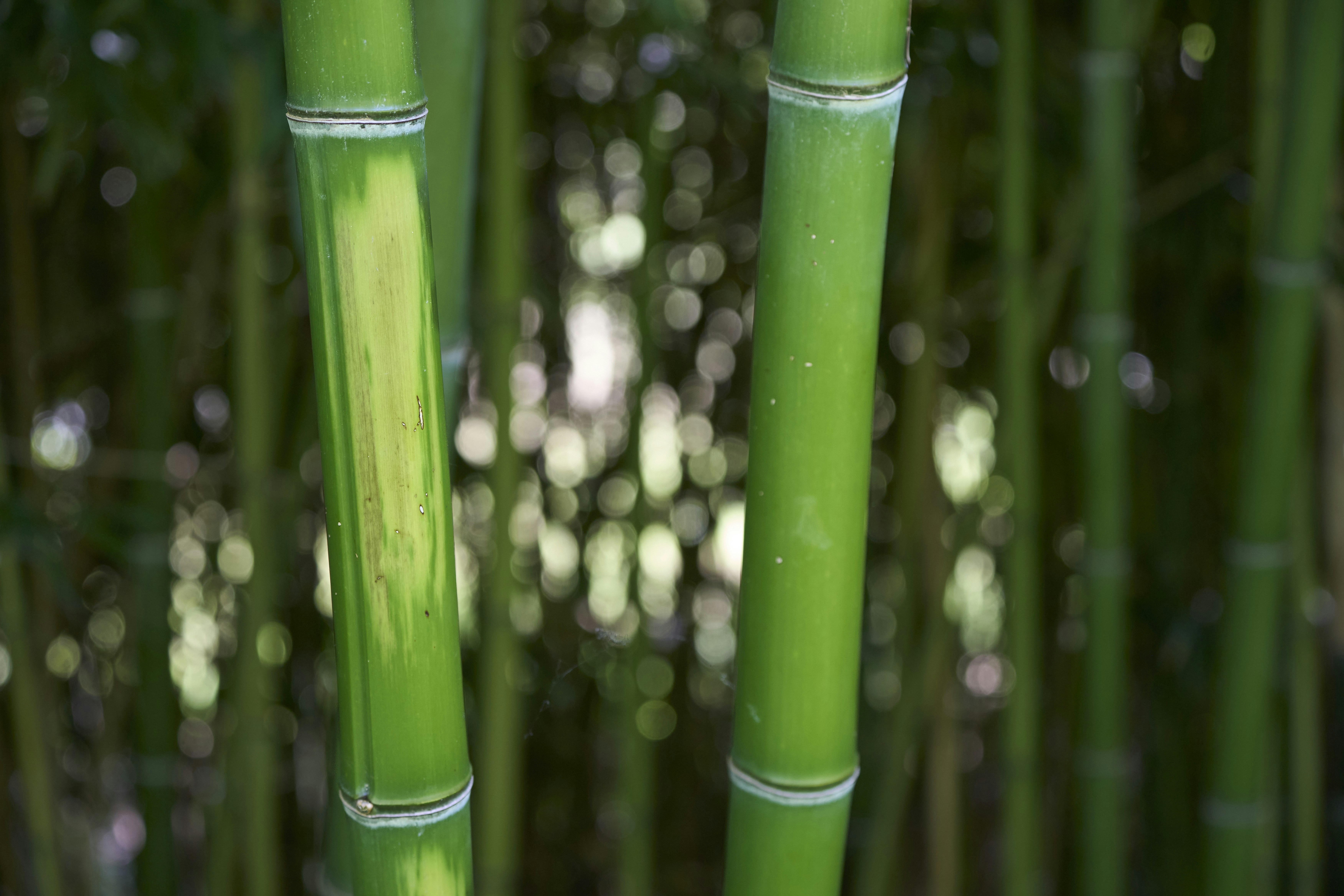 Two green bamboo stems, one with a yellow stripe.