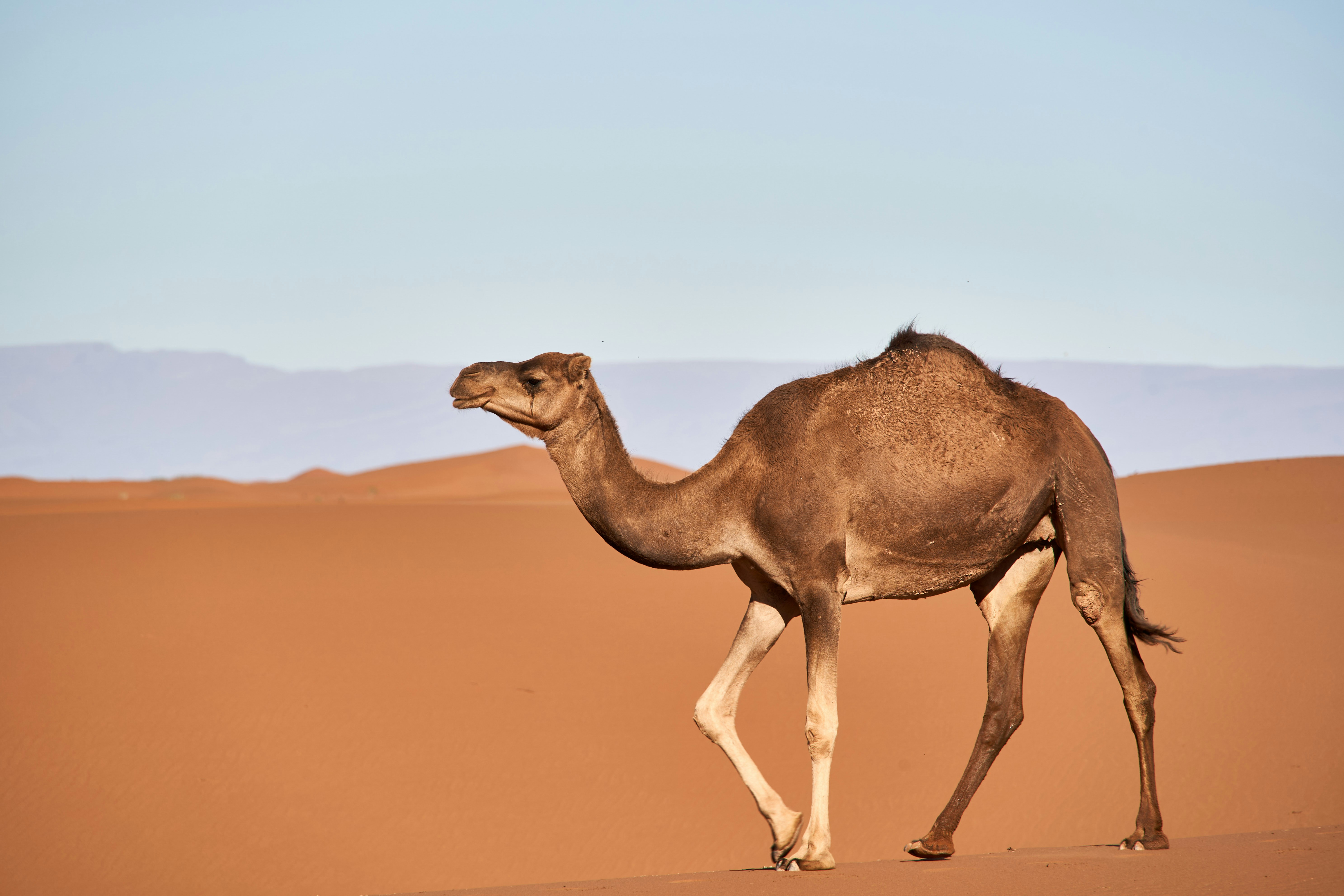 Desert Wanderer: A Camel Along the Dune Spine at Midday