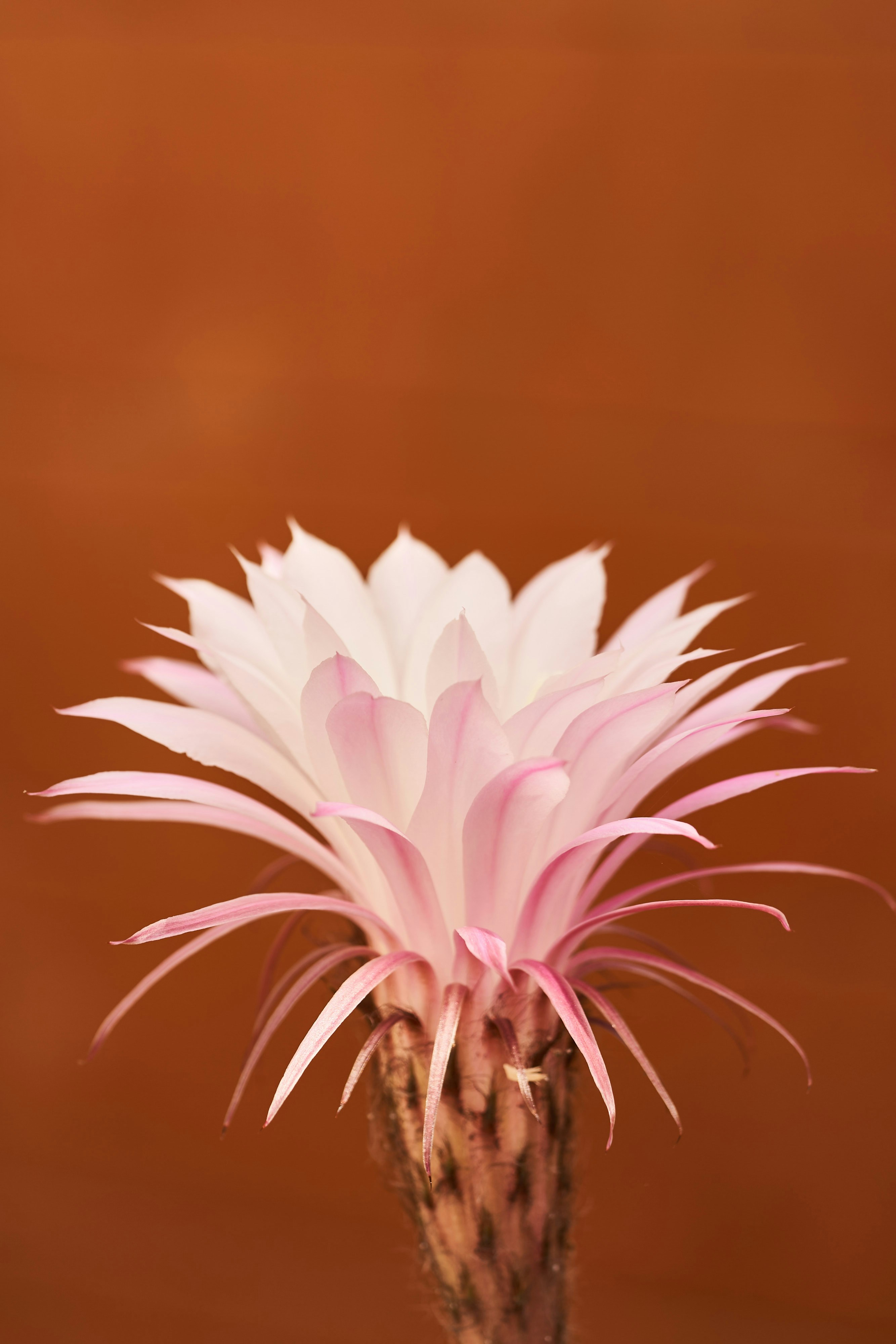Blossom Crown: A Soft Pink Bloom Rising from a Burnished Stem