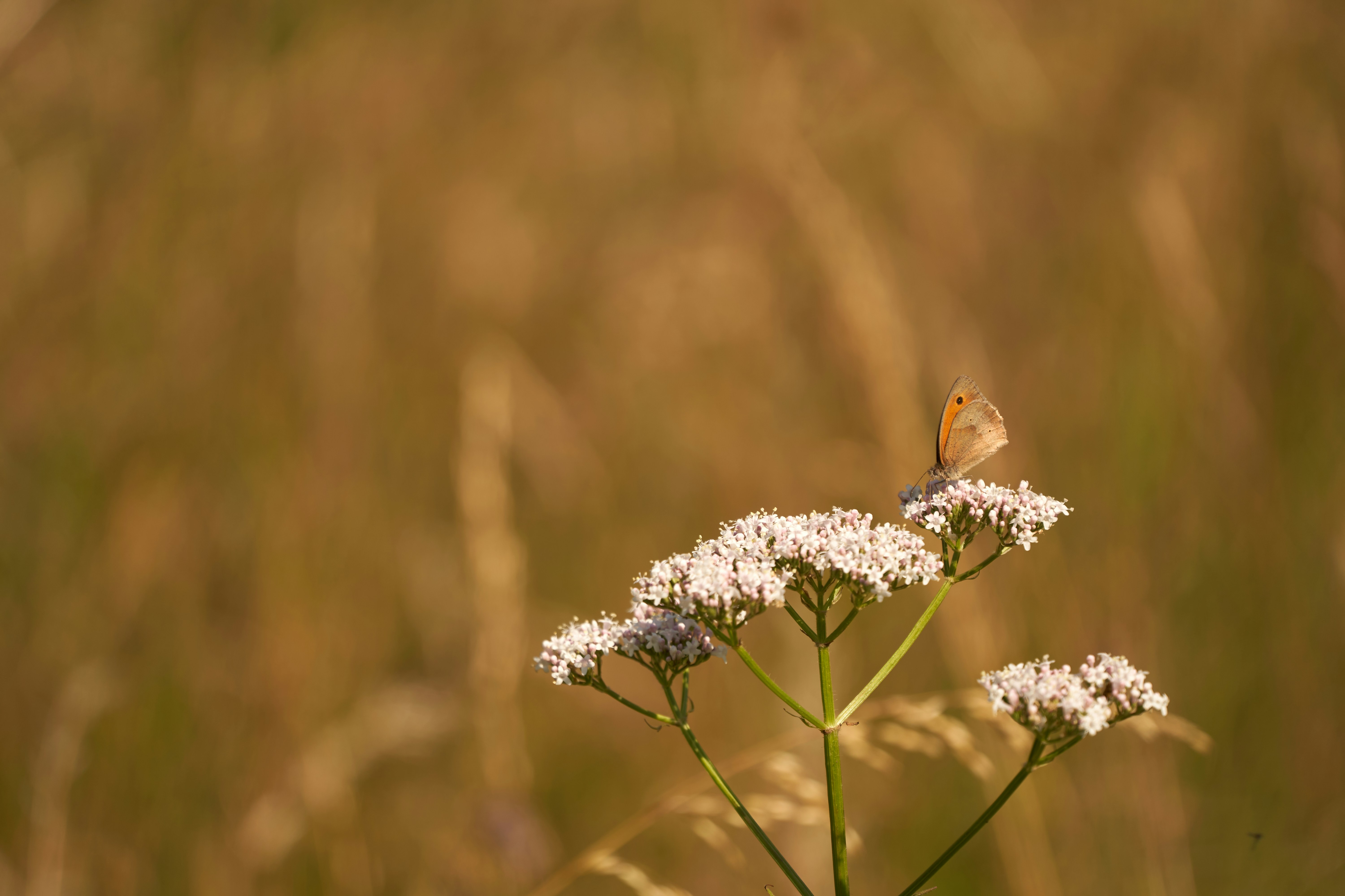 Amber Wing on White Crown: a solitary butterfly on wildflowers at golden hour
