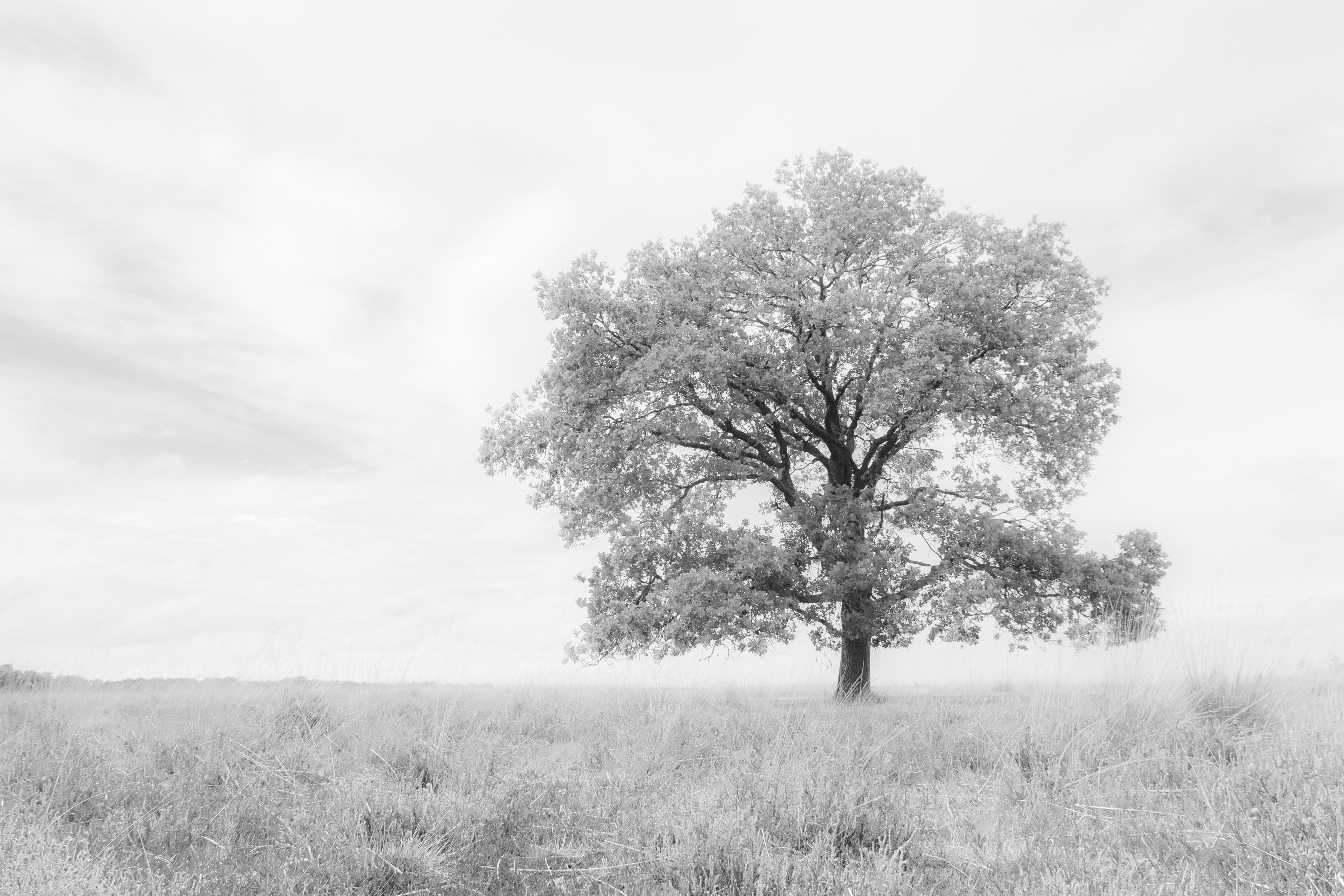 A minimalist black-and-white landscape featuring a solitary tree standing in an open meadow. The high-key treatment and expansive negative space create a calm, timeless atmosphere of solitude and tranquility.