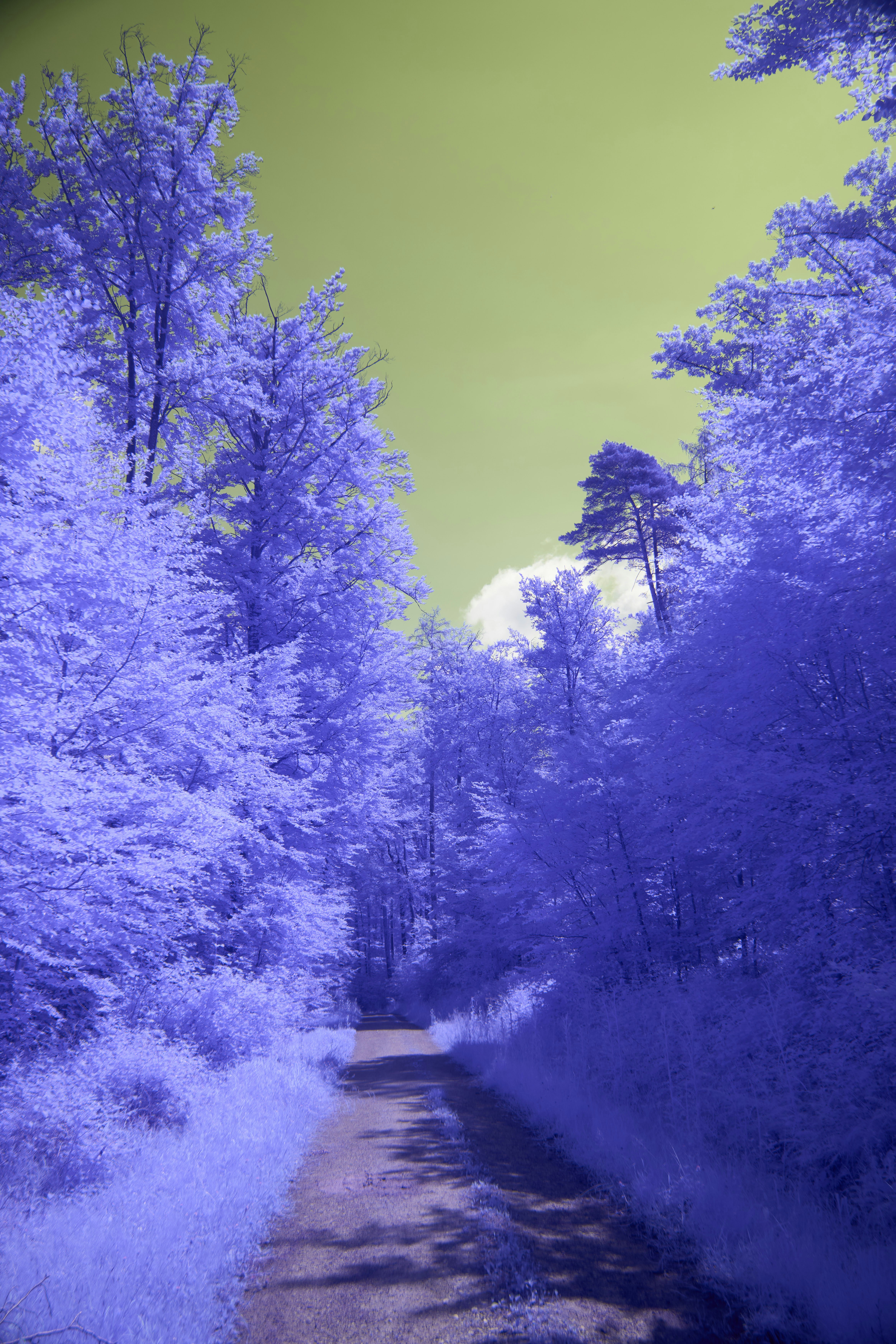 Iridescent Forest Path under an Alien Sky