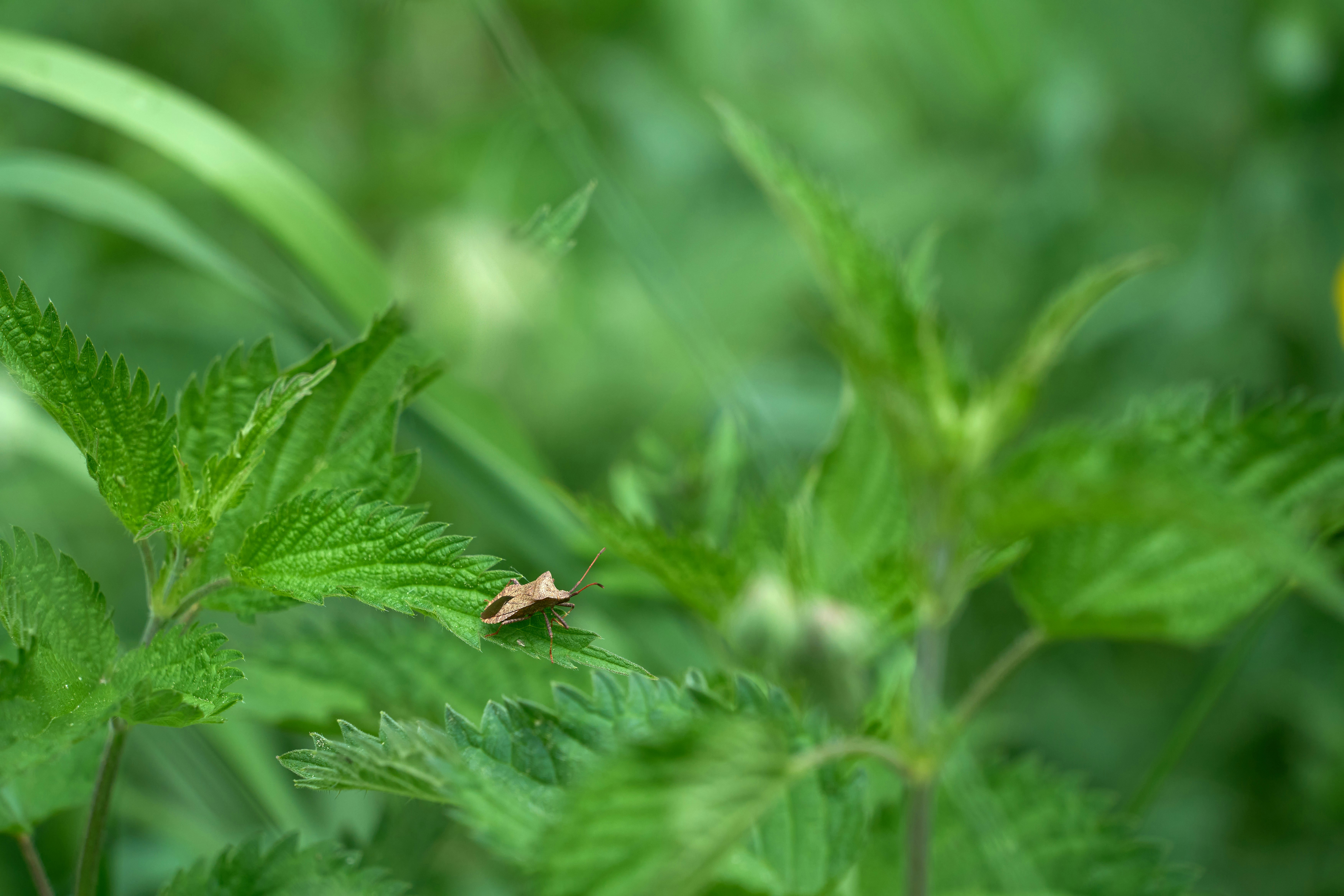 Tiny Leaf Cicada: A Moment of Camouflaged Focus