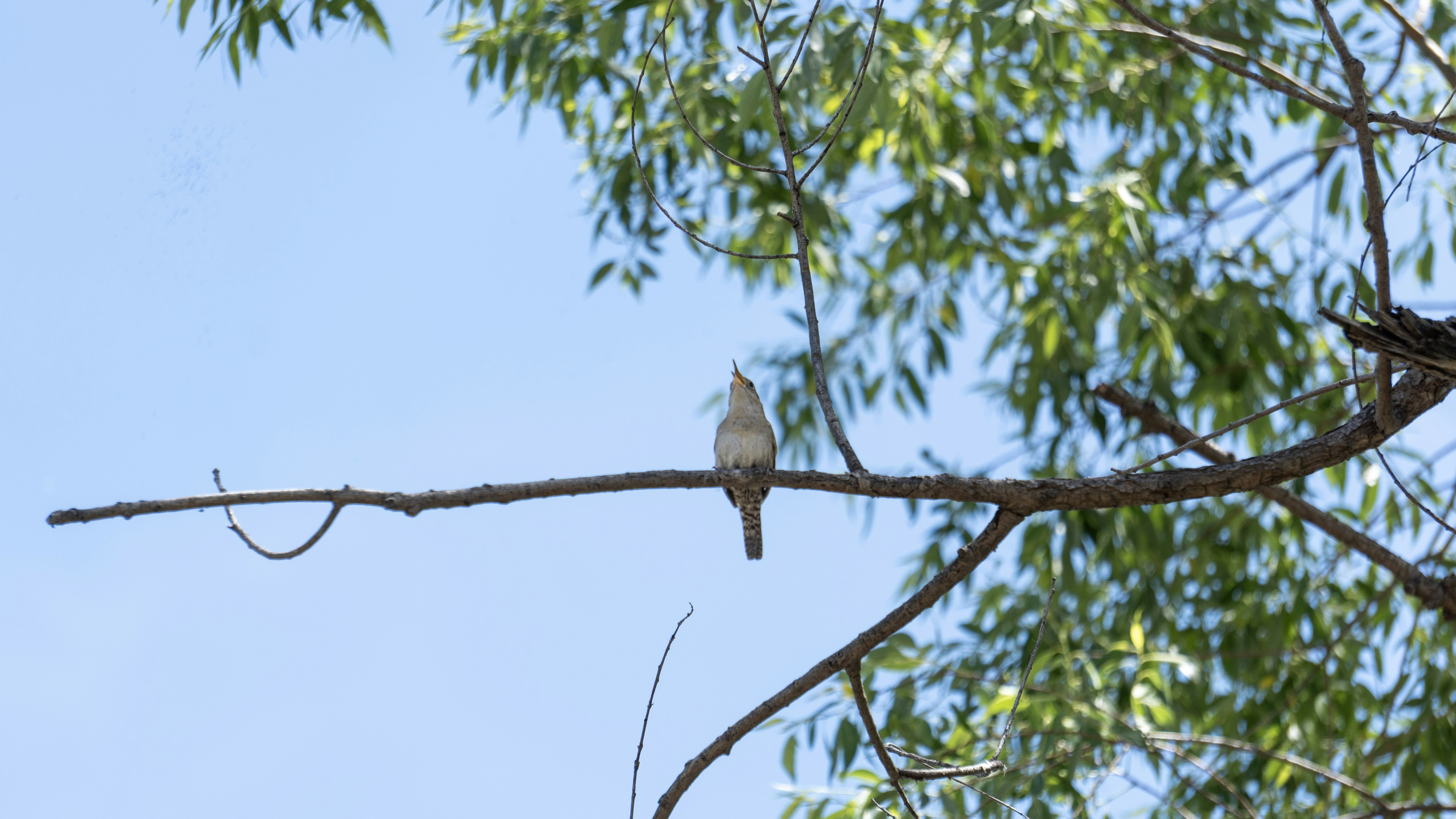Perched Along a Quiet Branch Under Clear Sky