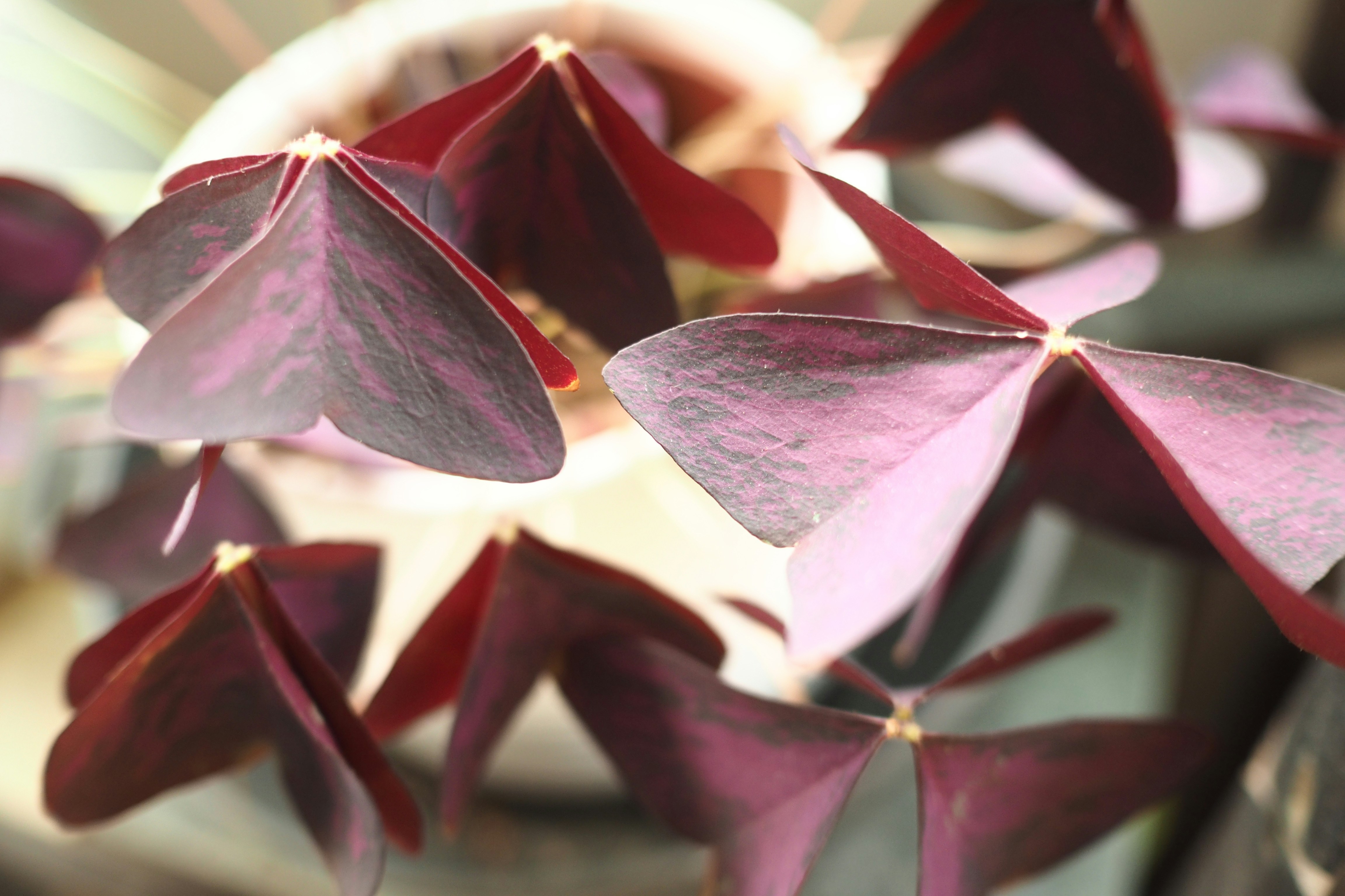 Crimson Hues in a Quiet Foliage Studio