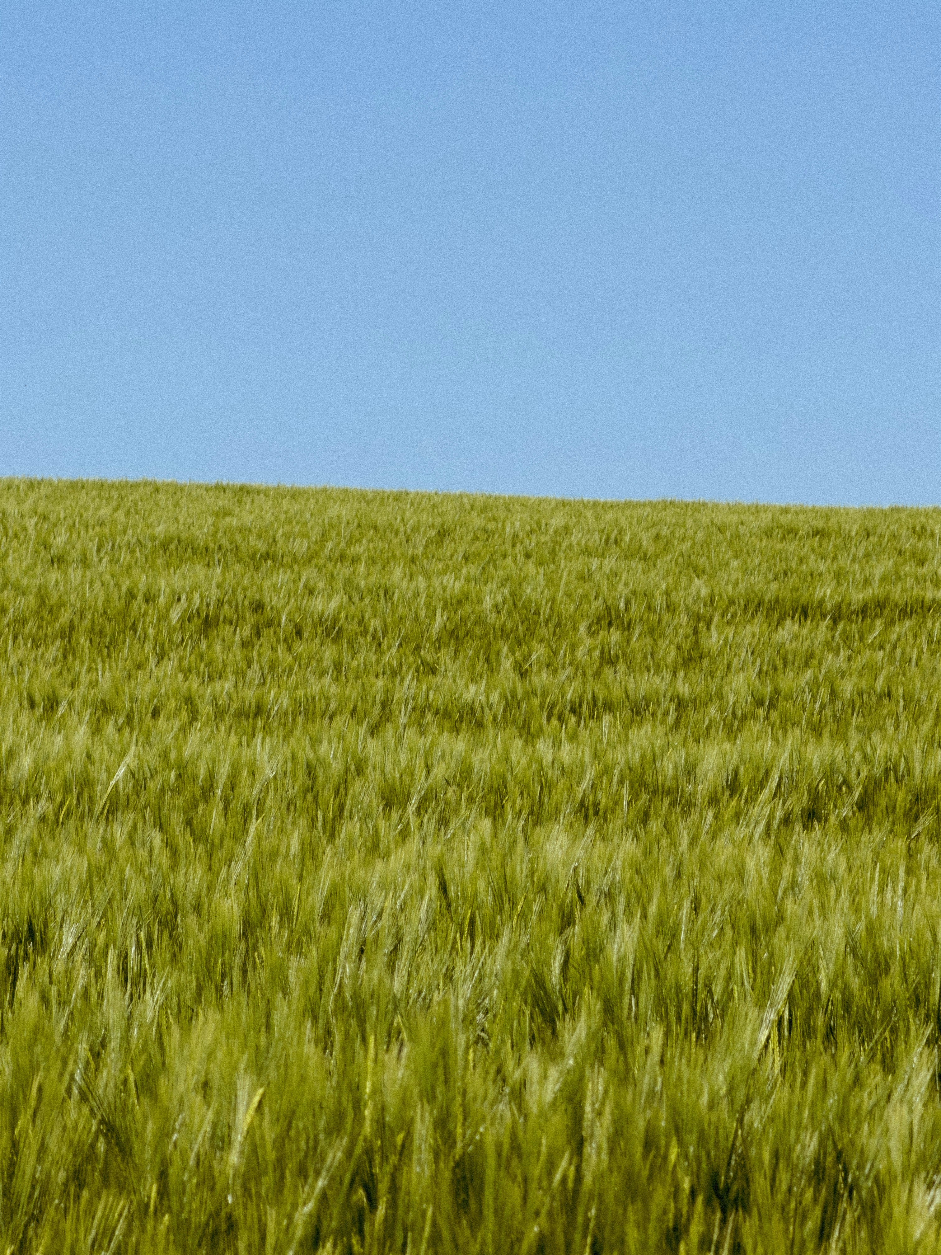Horizon of Golden Grass Under Clear Azure Sky