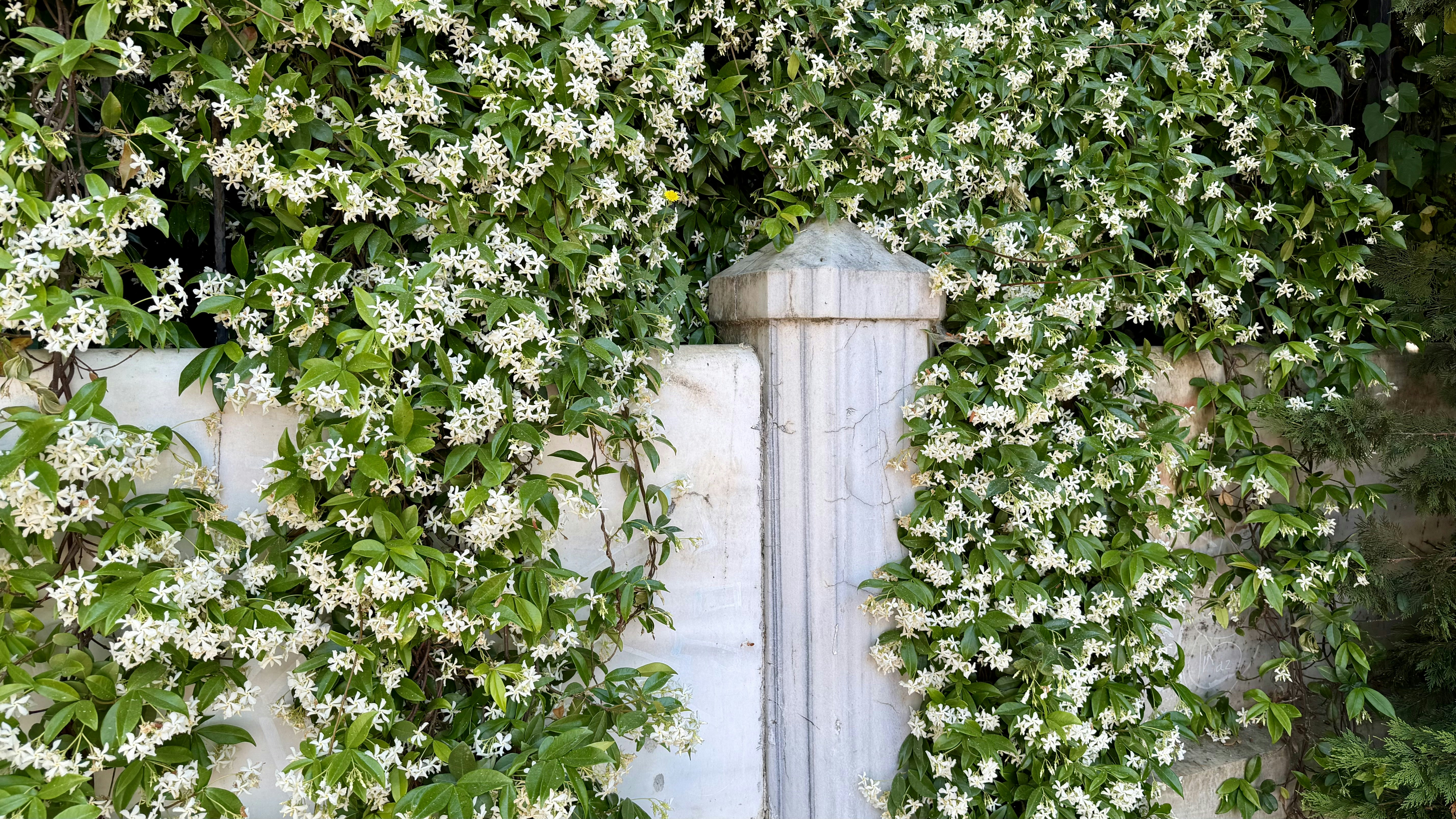 Climbing White Bloom: A Garden Gate Veiled in Vines