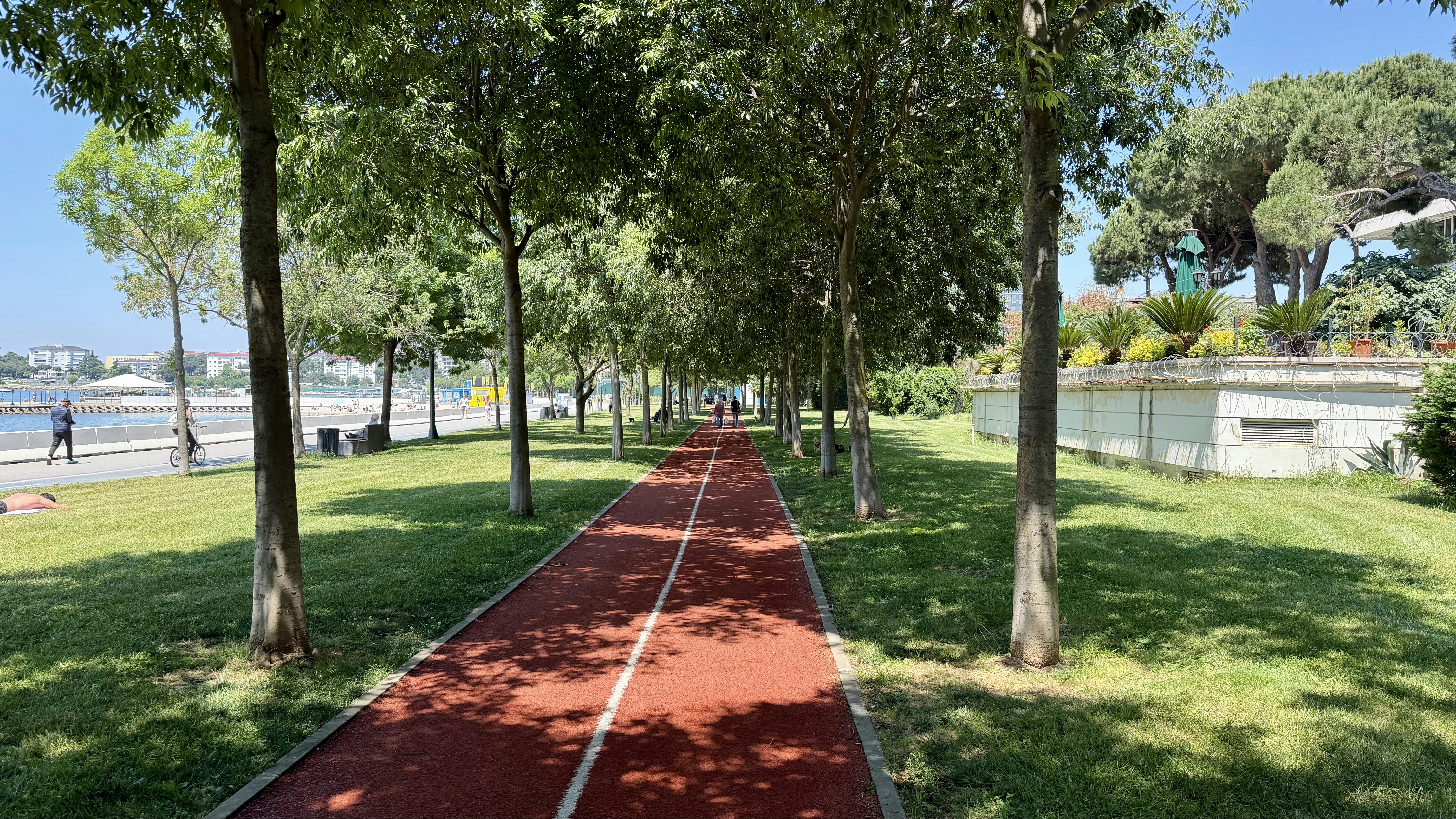 Crimson Pathway: A Tree-Lined Corridor to the Sea