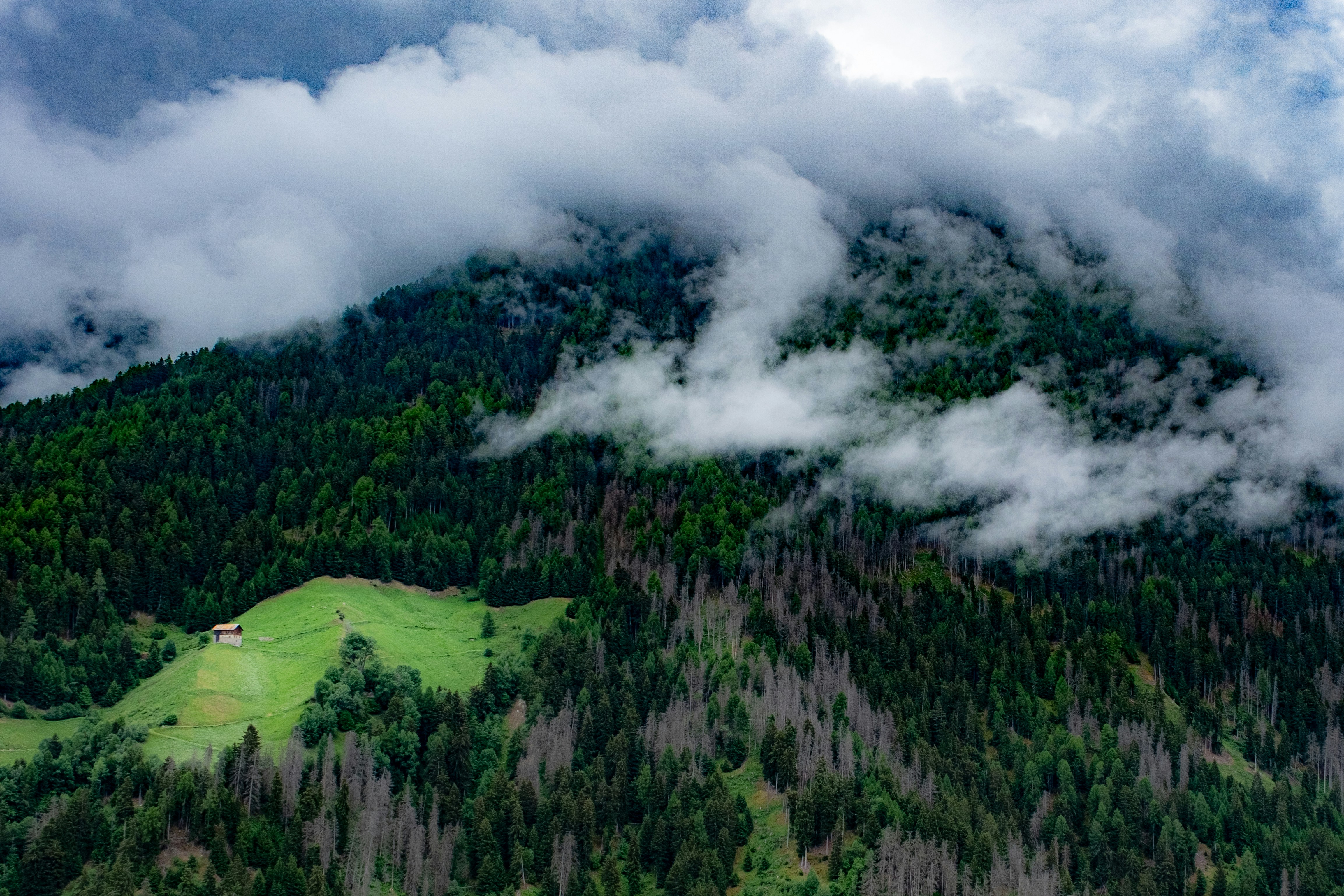 Mist-Graced Meadows: A Quiet Farm Beyond the Pines