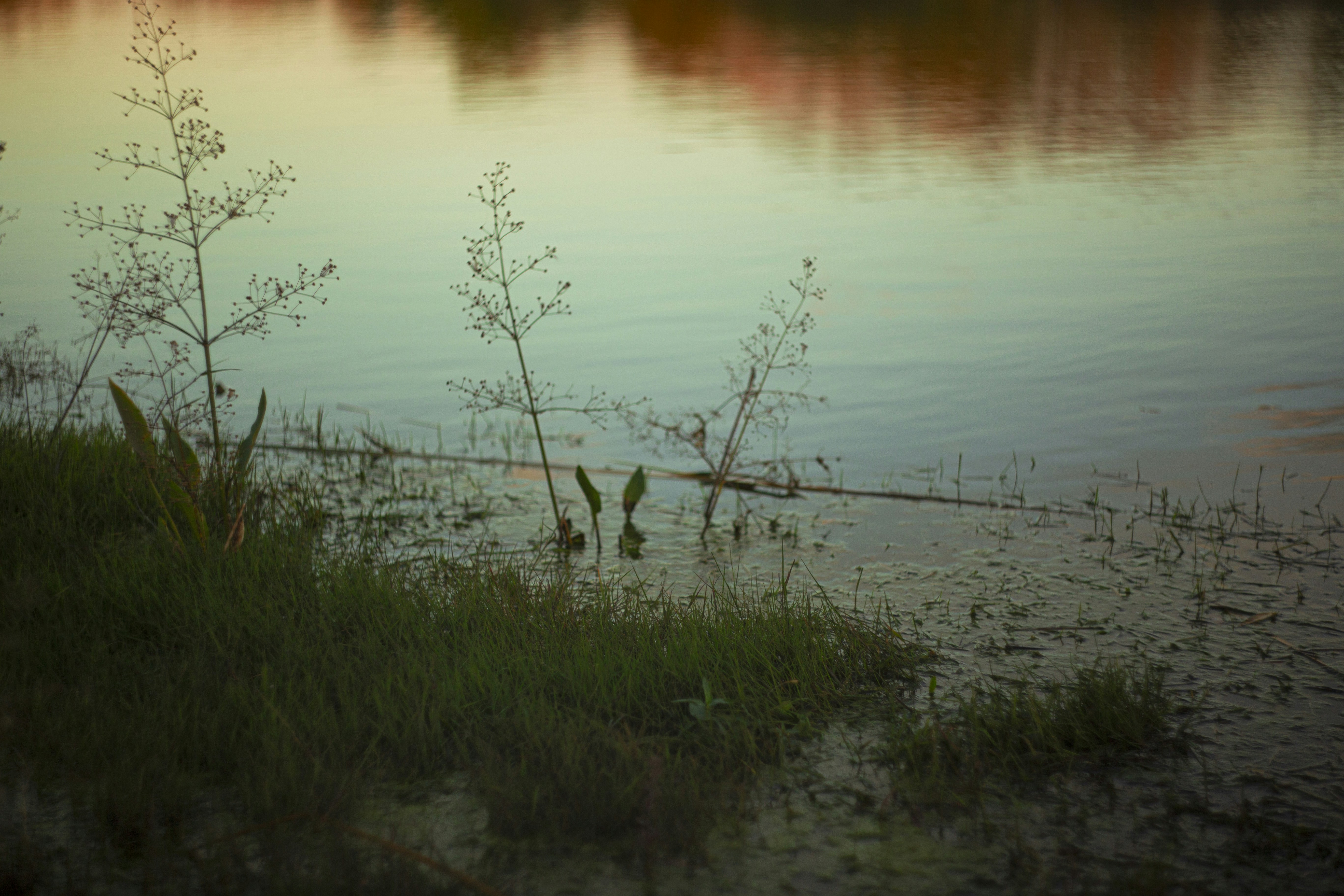 Quiet shoreline at sunset reveals mirrored water and shoreline weeds