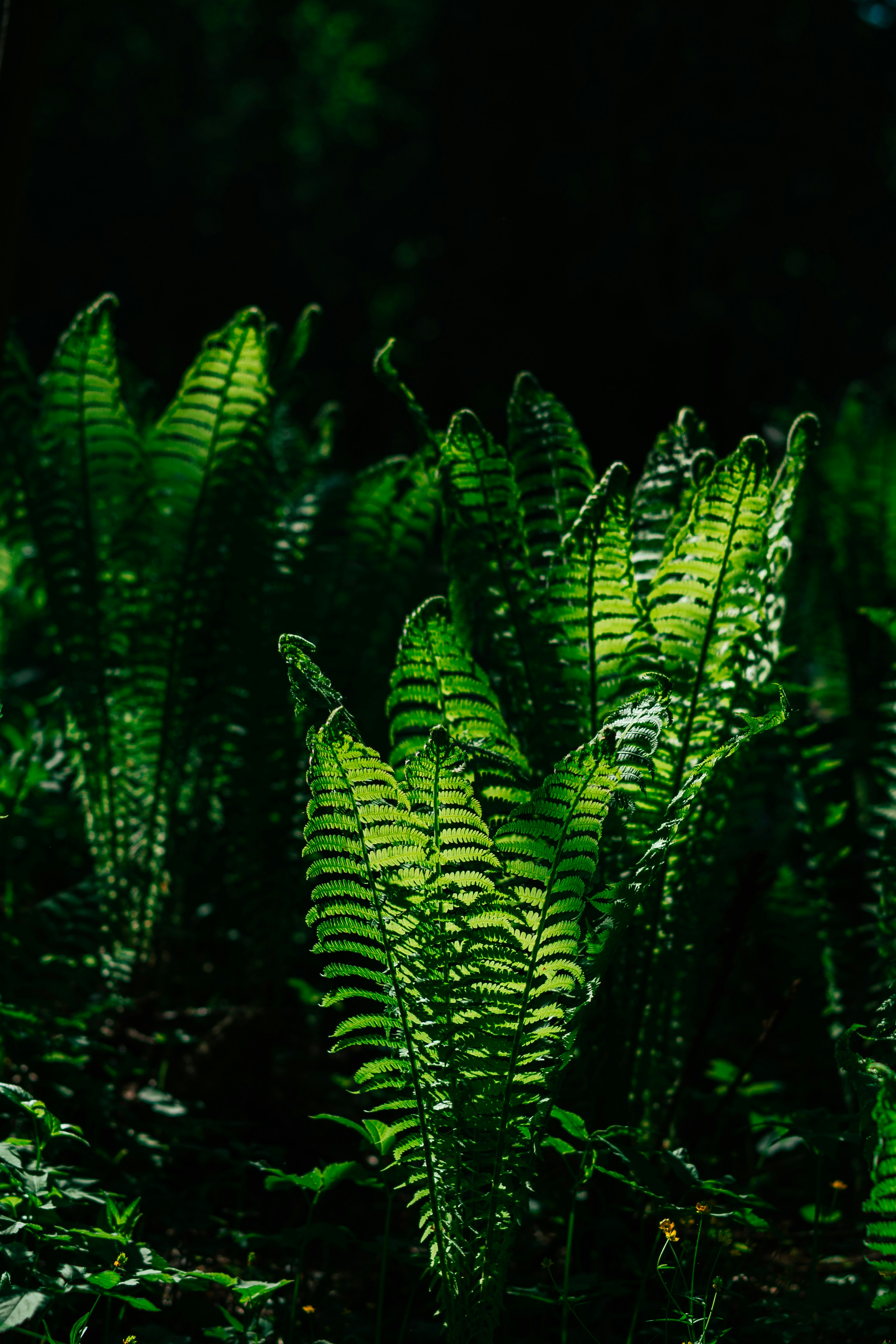 Emerald Ferns in Dappled Shade
