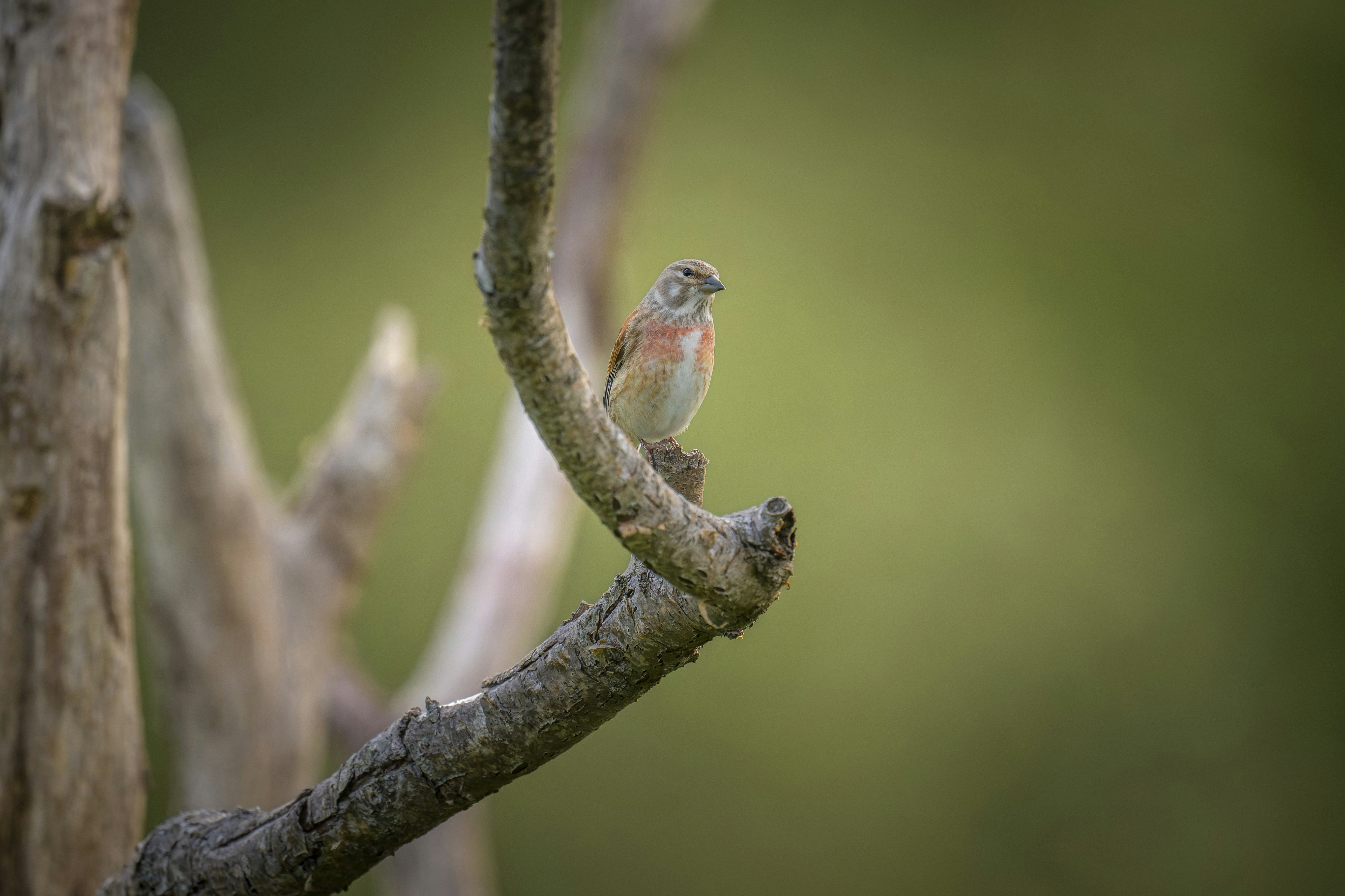 Dusky Warbler on a Branch: a Quiet Moment in the Green