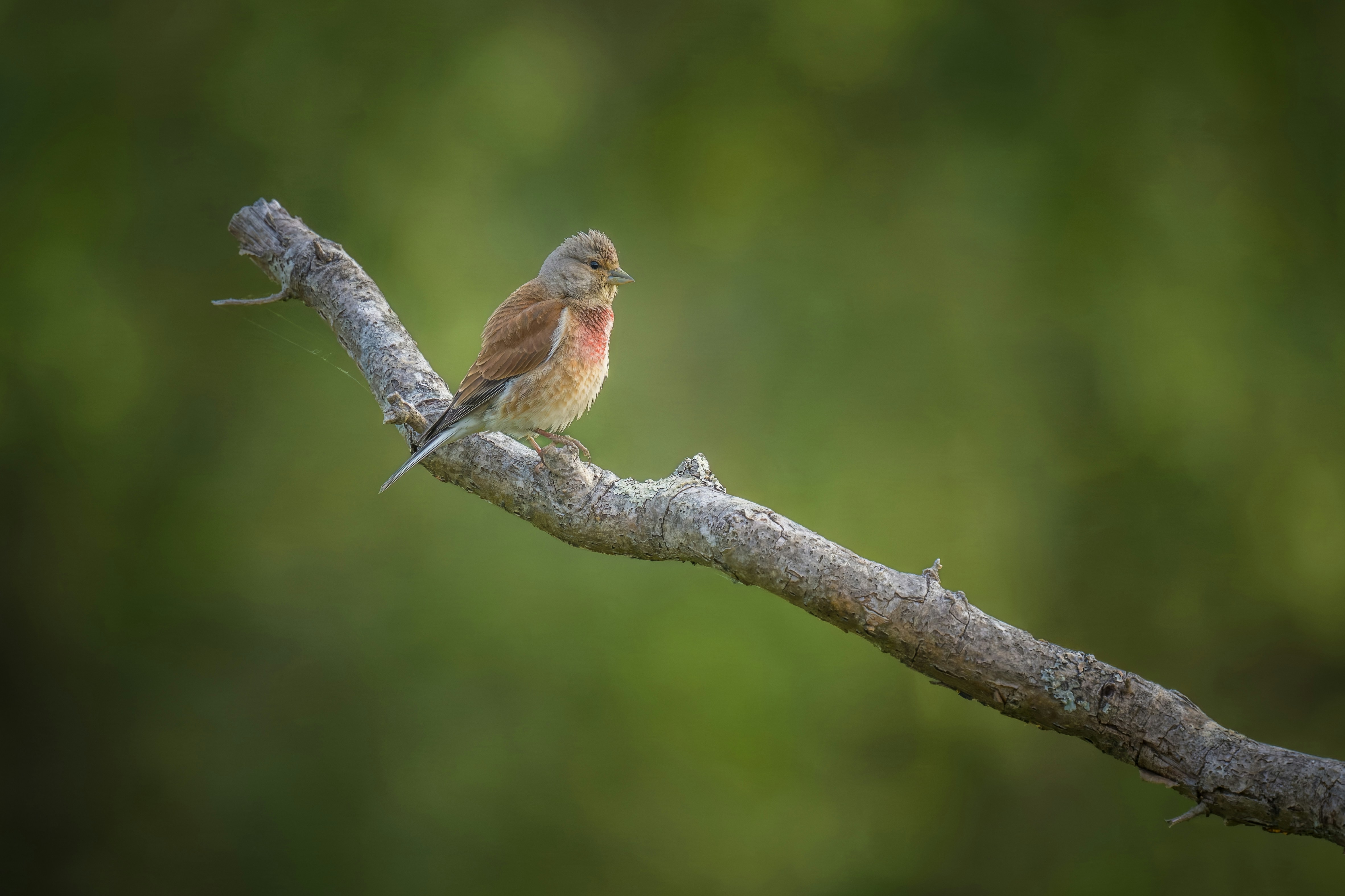 Linnet