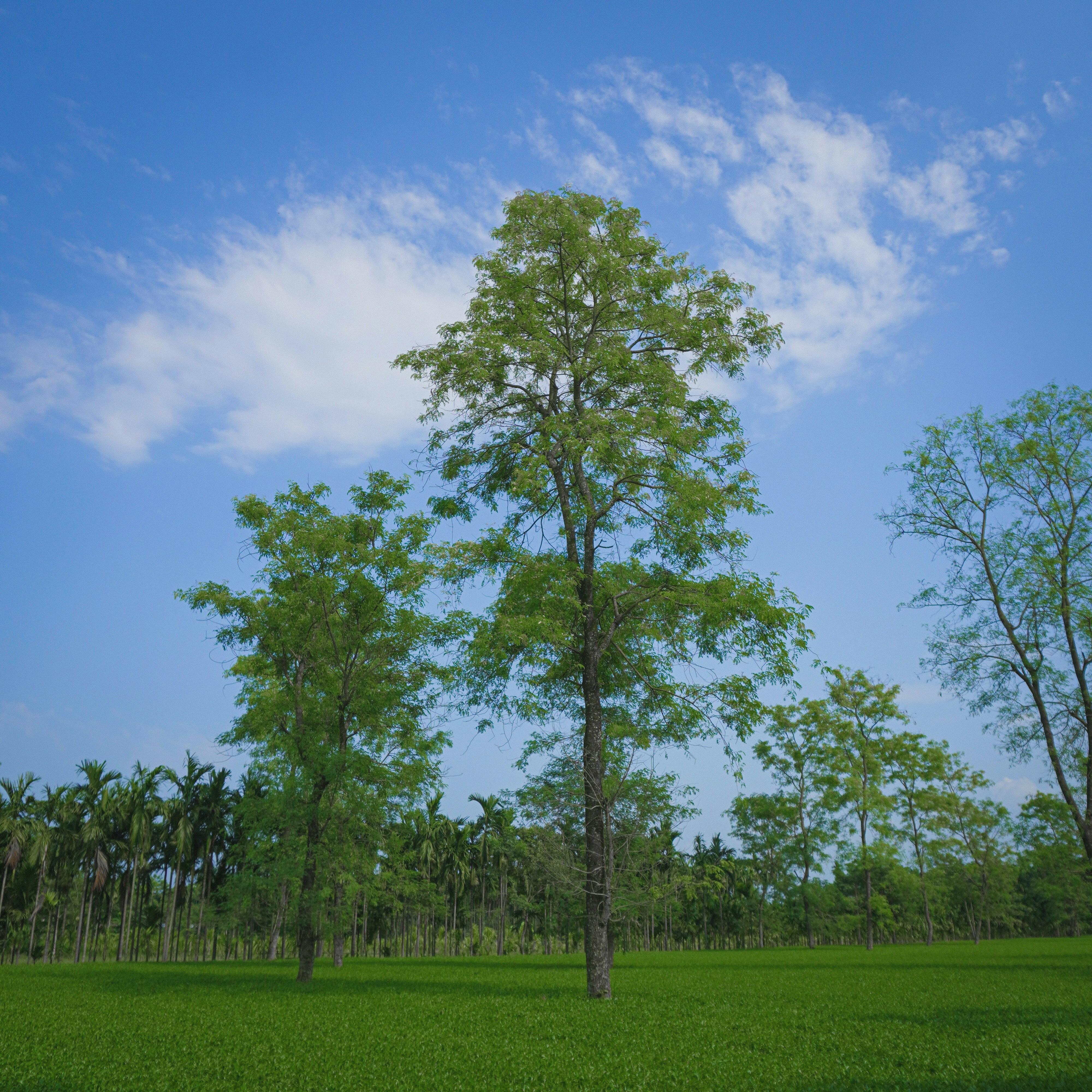 A Lone Tall Tree Reaches Skyward in a Calm Plantation