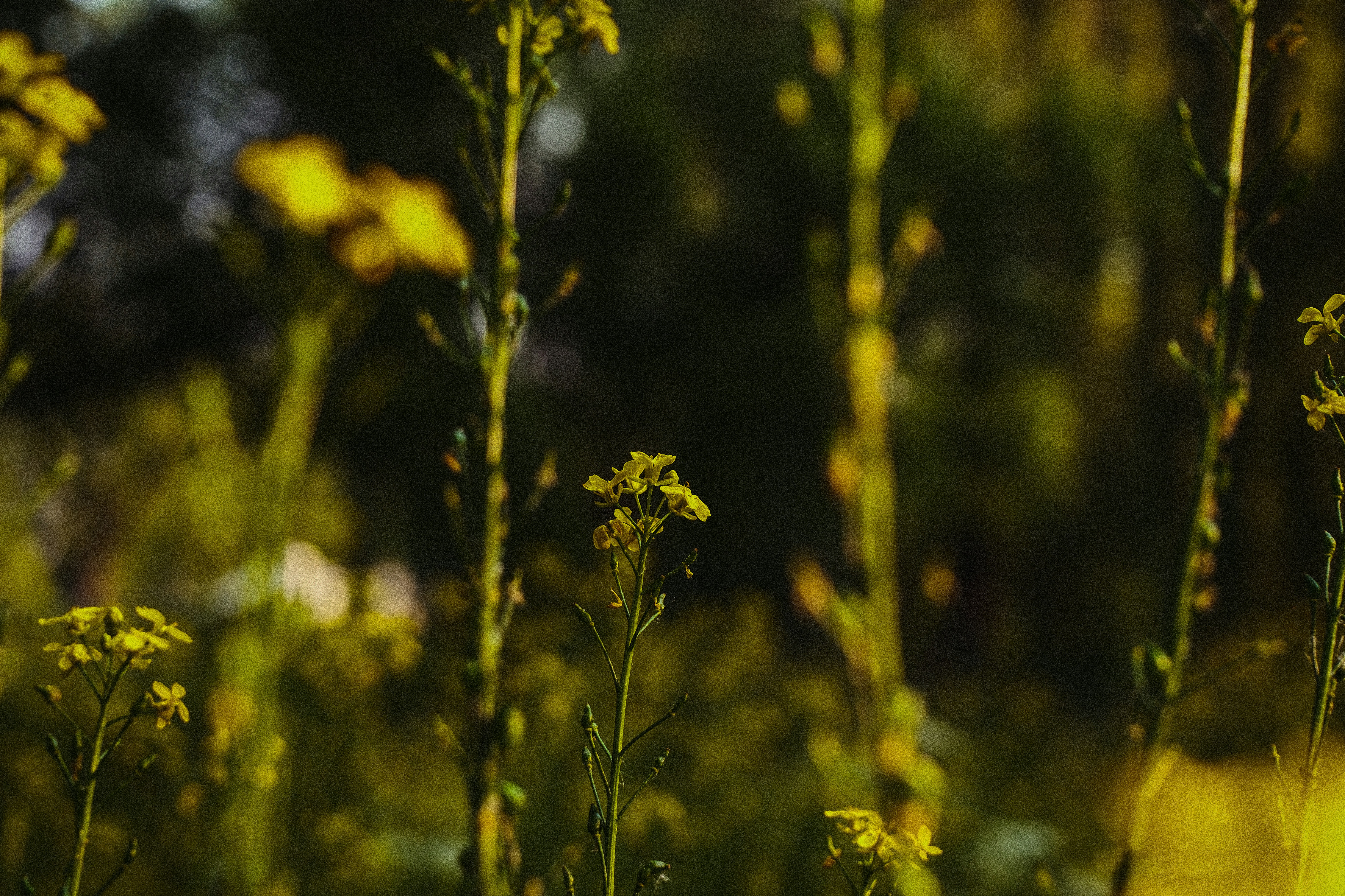 Sunlit stalks: a quiet meadow in shallow focus