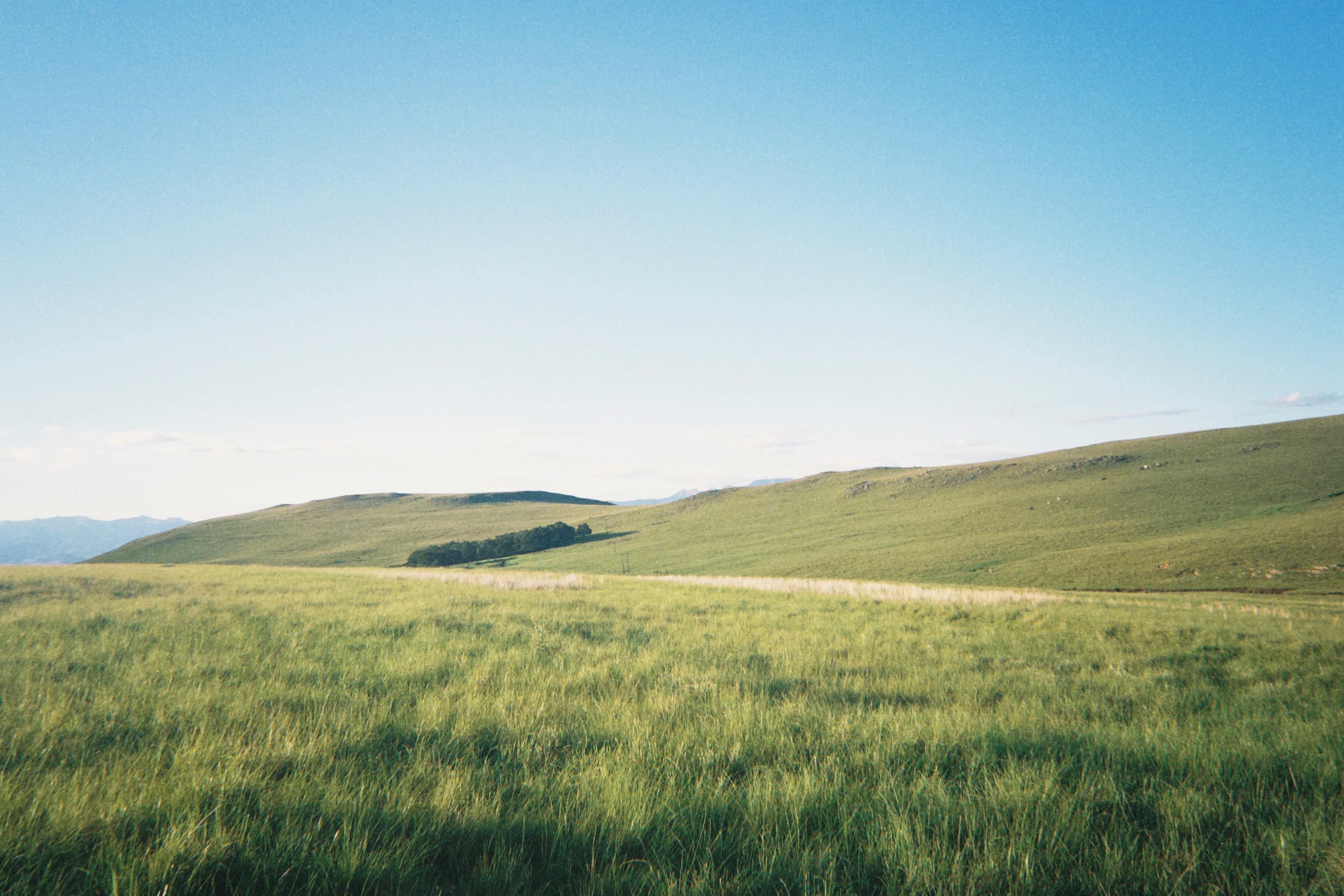 A vast green grassy field under a clear blue sky.
