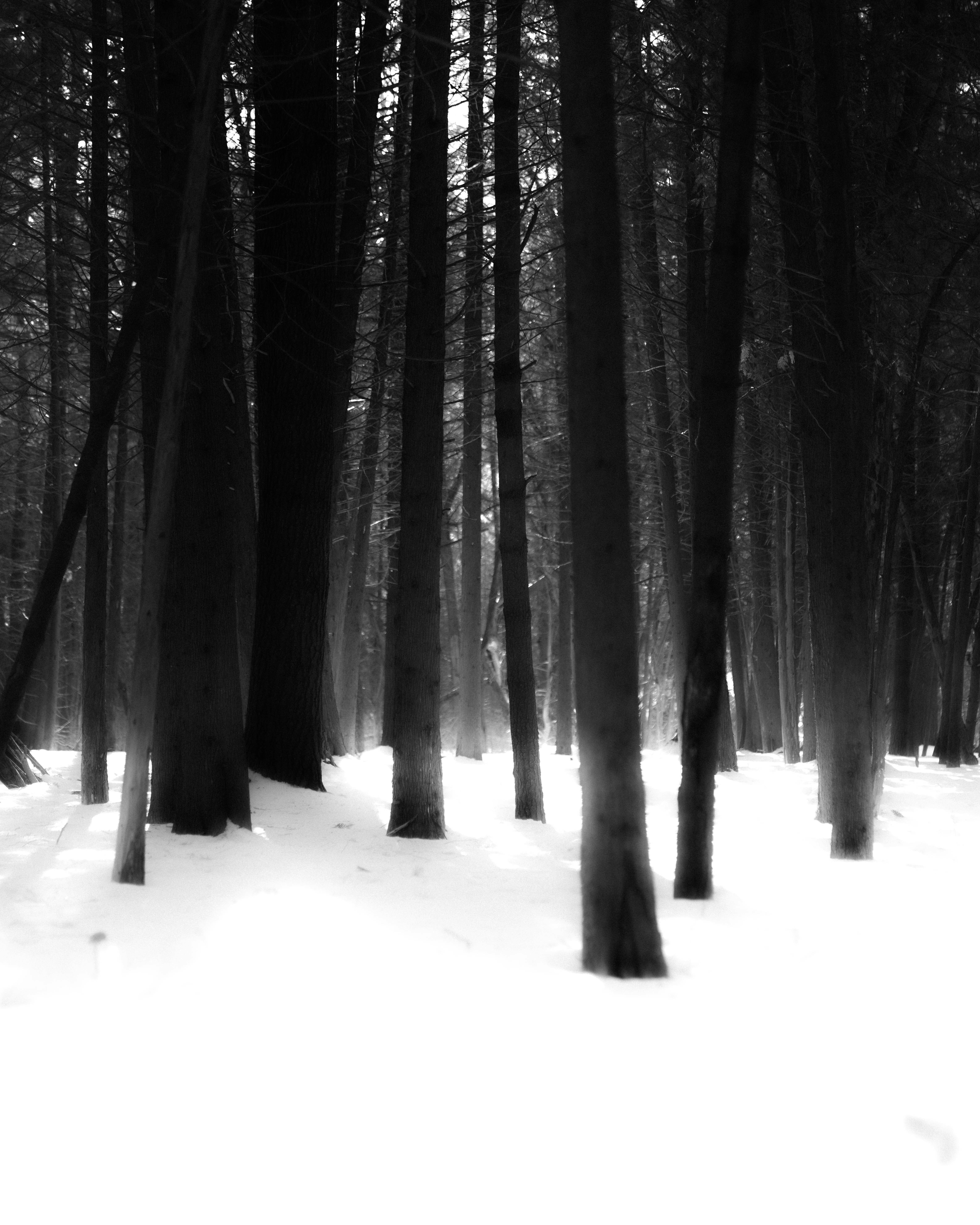 Forest in Winter Light: Shadows Weave Through Snow