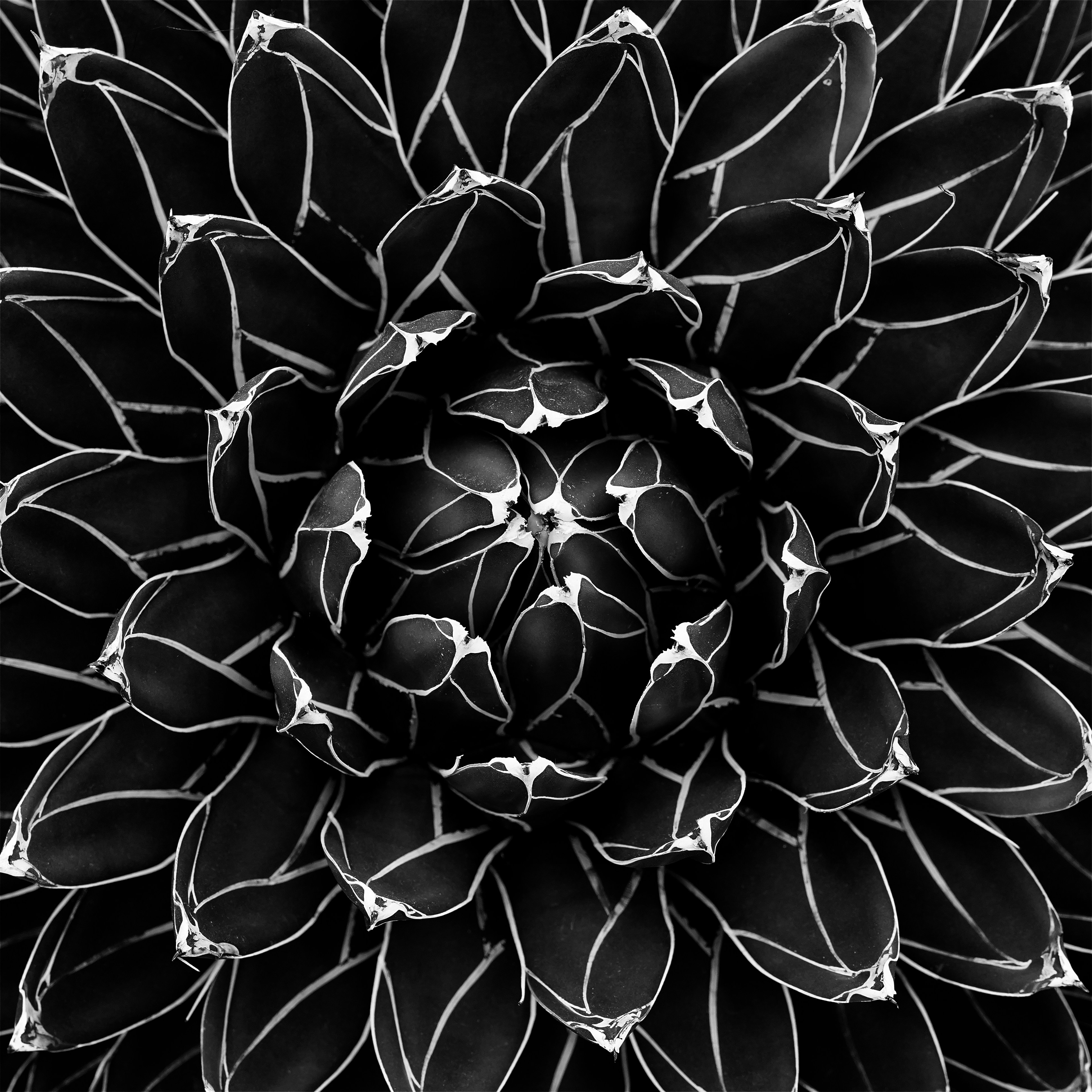 Botanical Calm - An Agave victoriae-reginae (the Queen Victoria agave) at Sheffield Botanical Gardens.