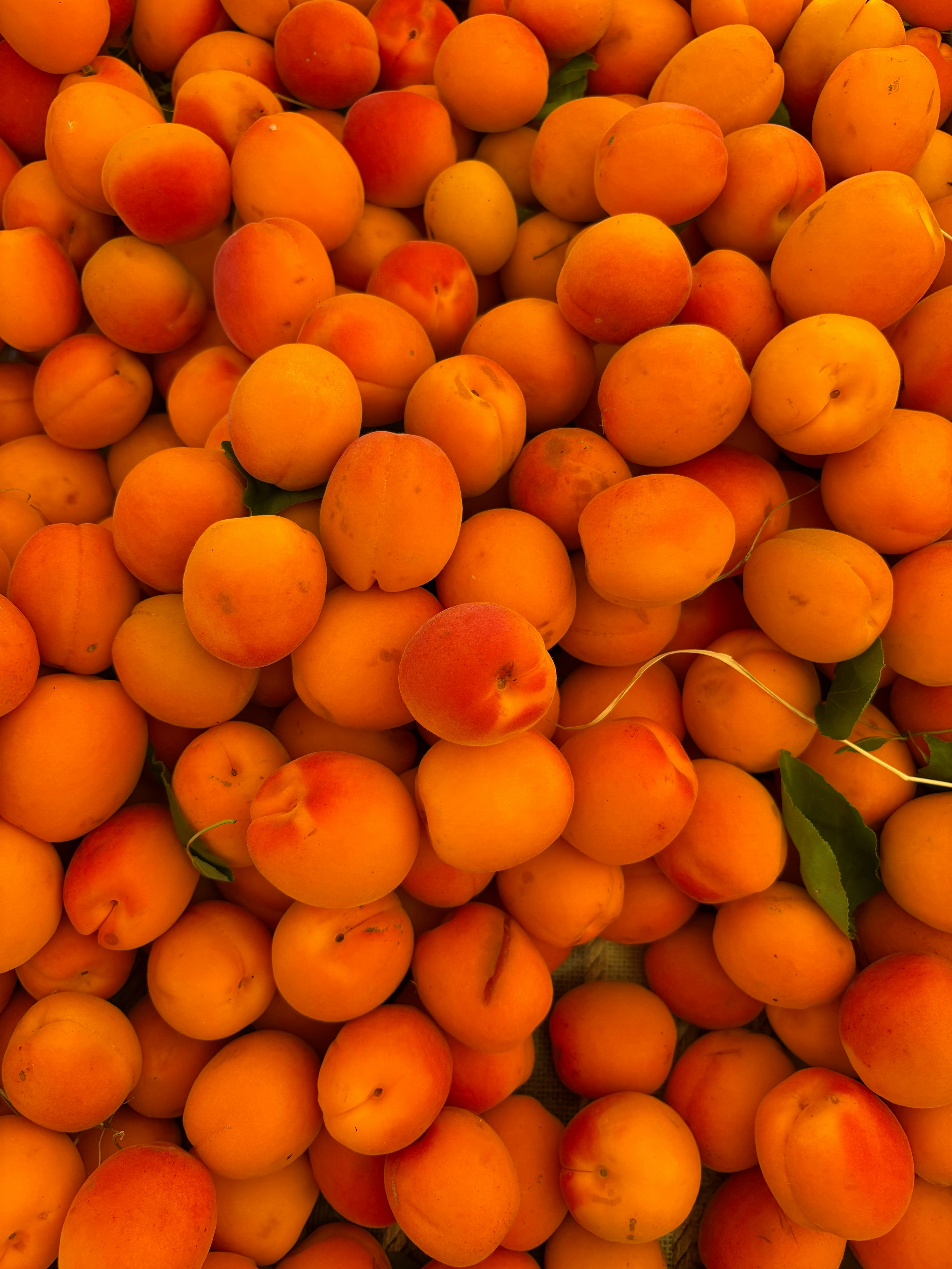 Sunburst Orchard: A Dense Field of Apricots
