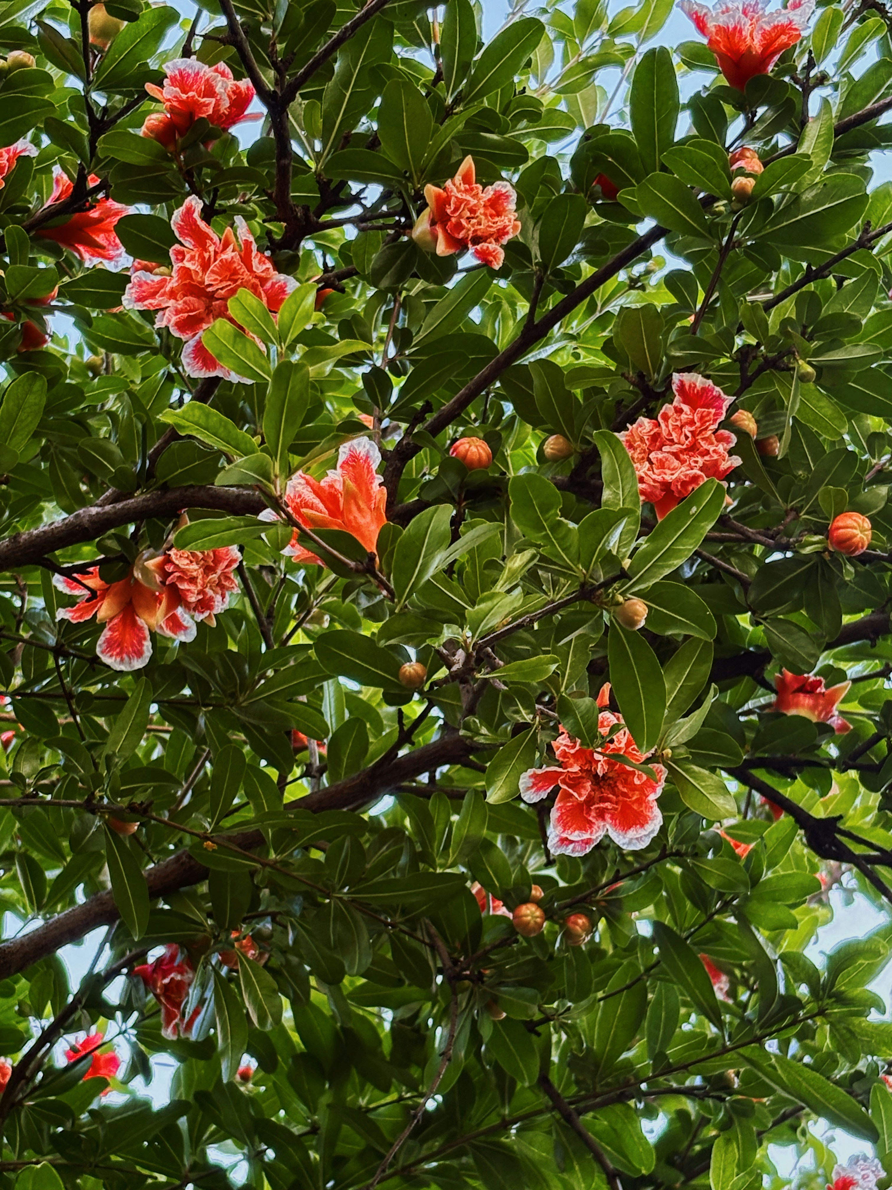Crimson Bloom Mosaic Under a Canopy