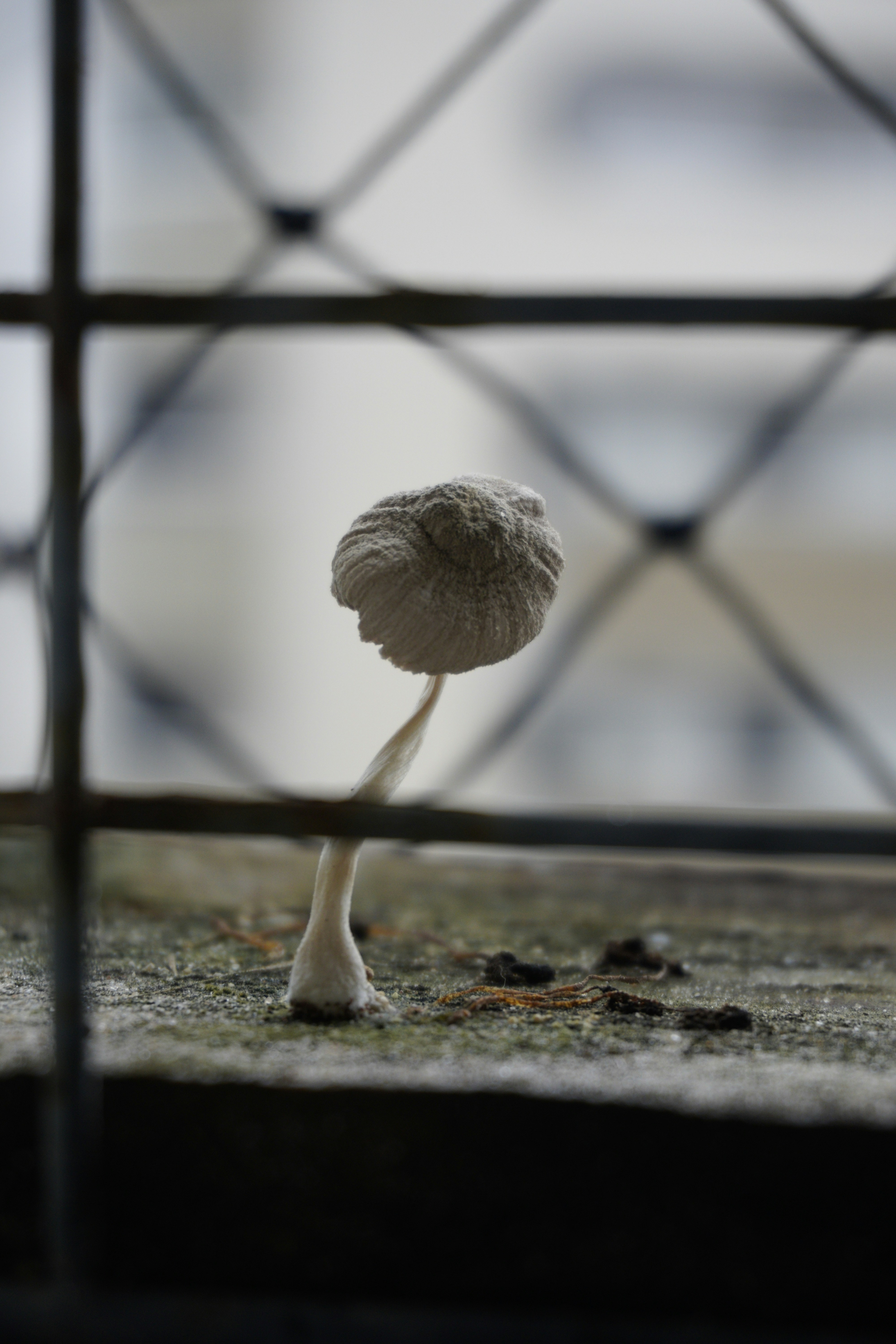 Lone Mushroom Framed by Grid: A Quiet Stride Through Urban Decay