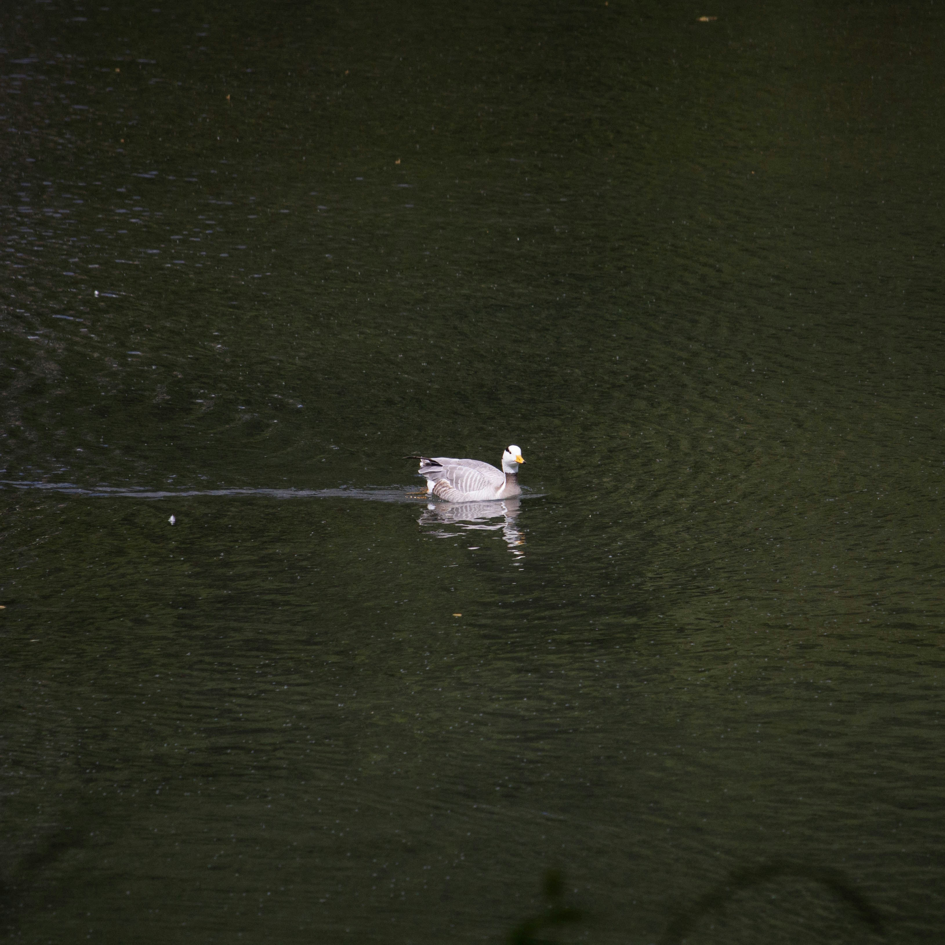 Solitary Grebe Gliding Through Quiet Green Waters