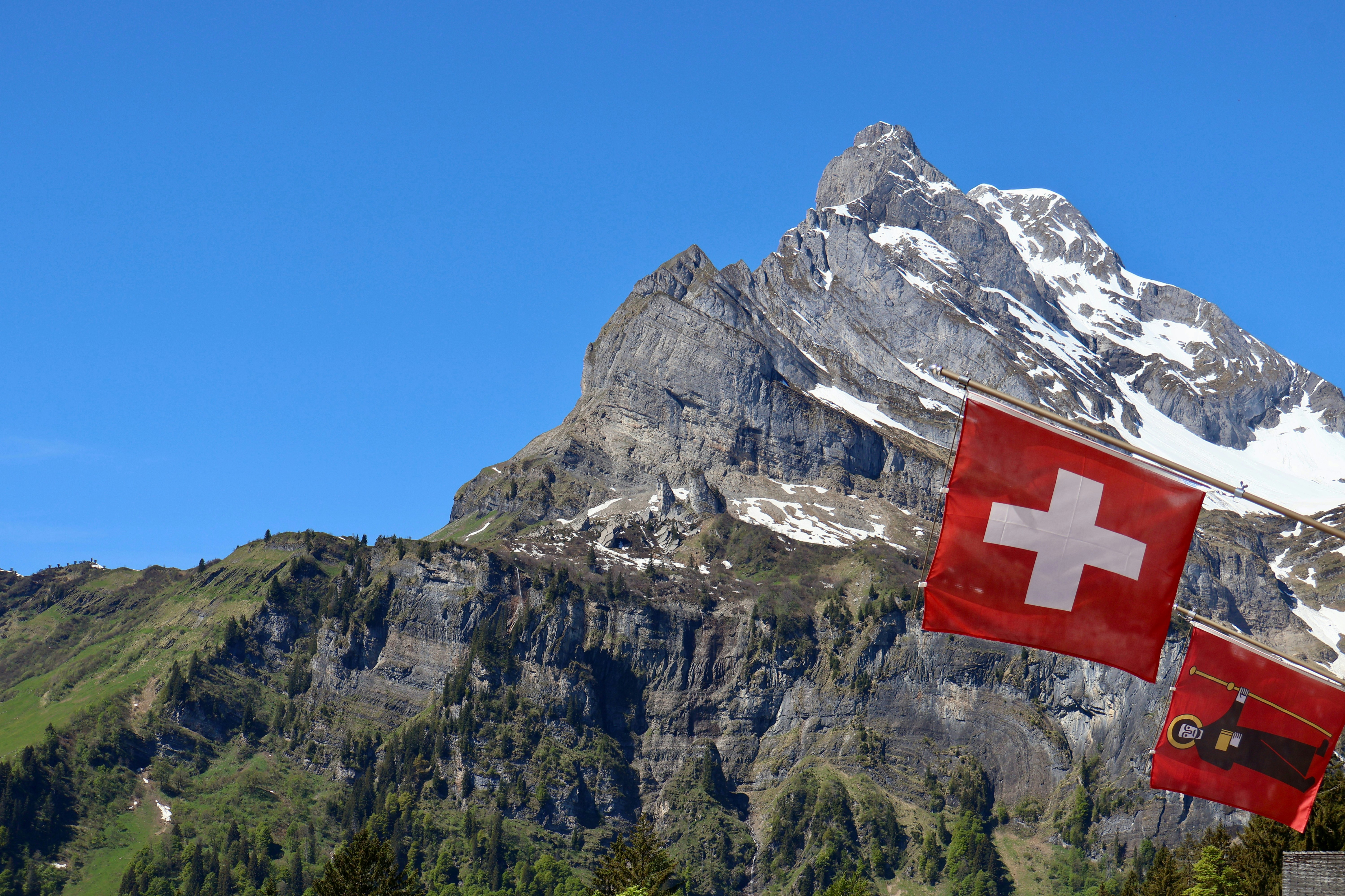 Swiss flags wave before a majestic snow-capped mountain.
