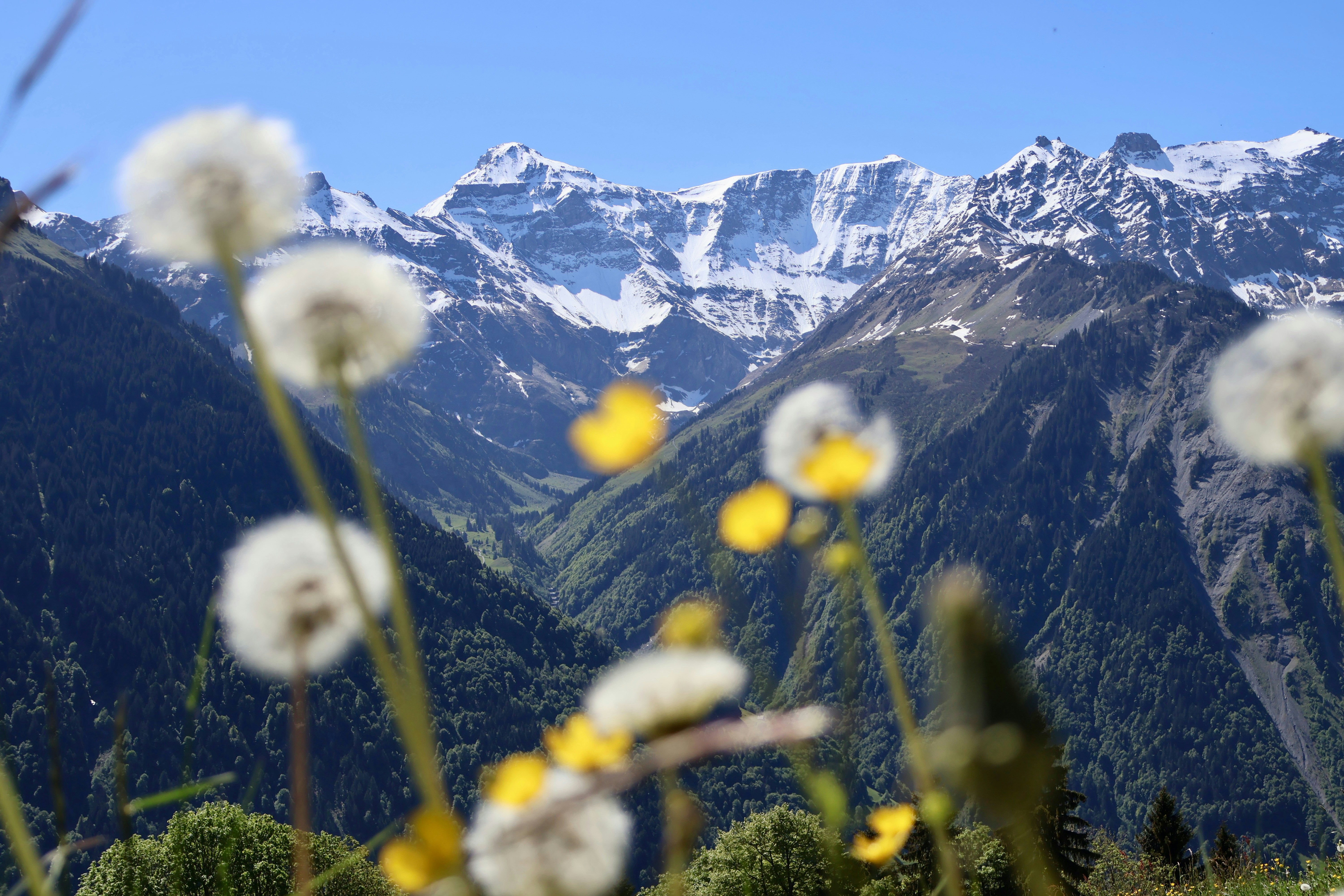 Mountain Vista with Delicate Dandelions in Foreground