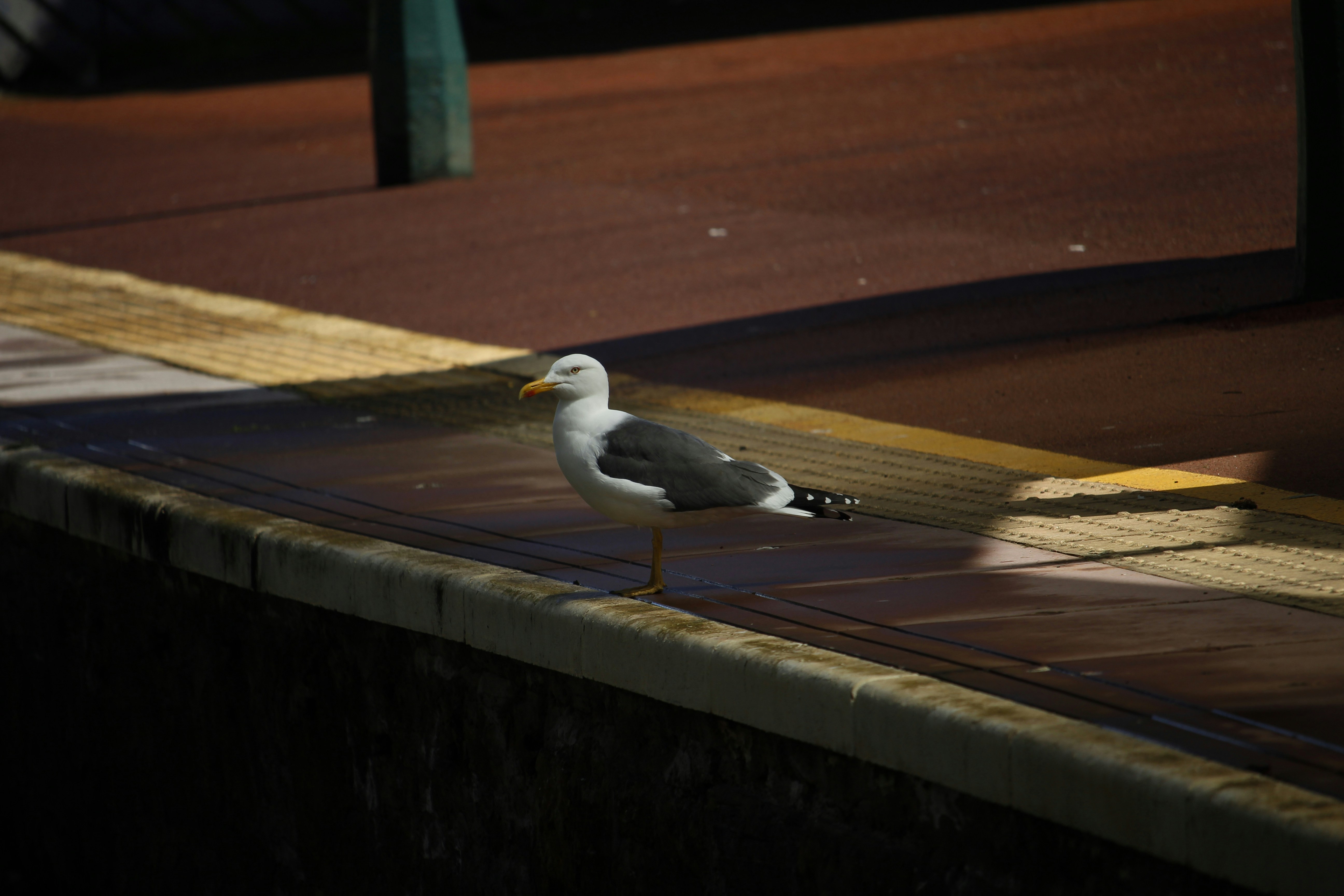 Seagull on a Quiet Dock Edge