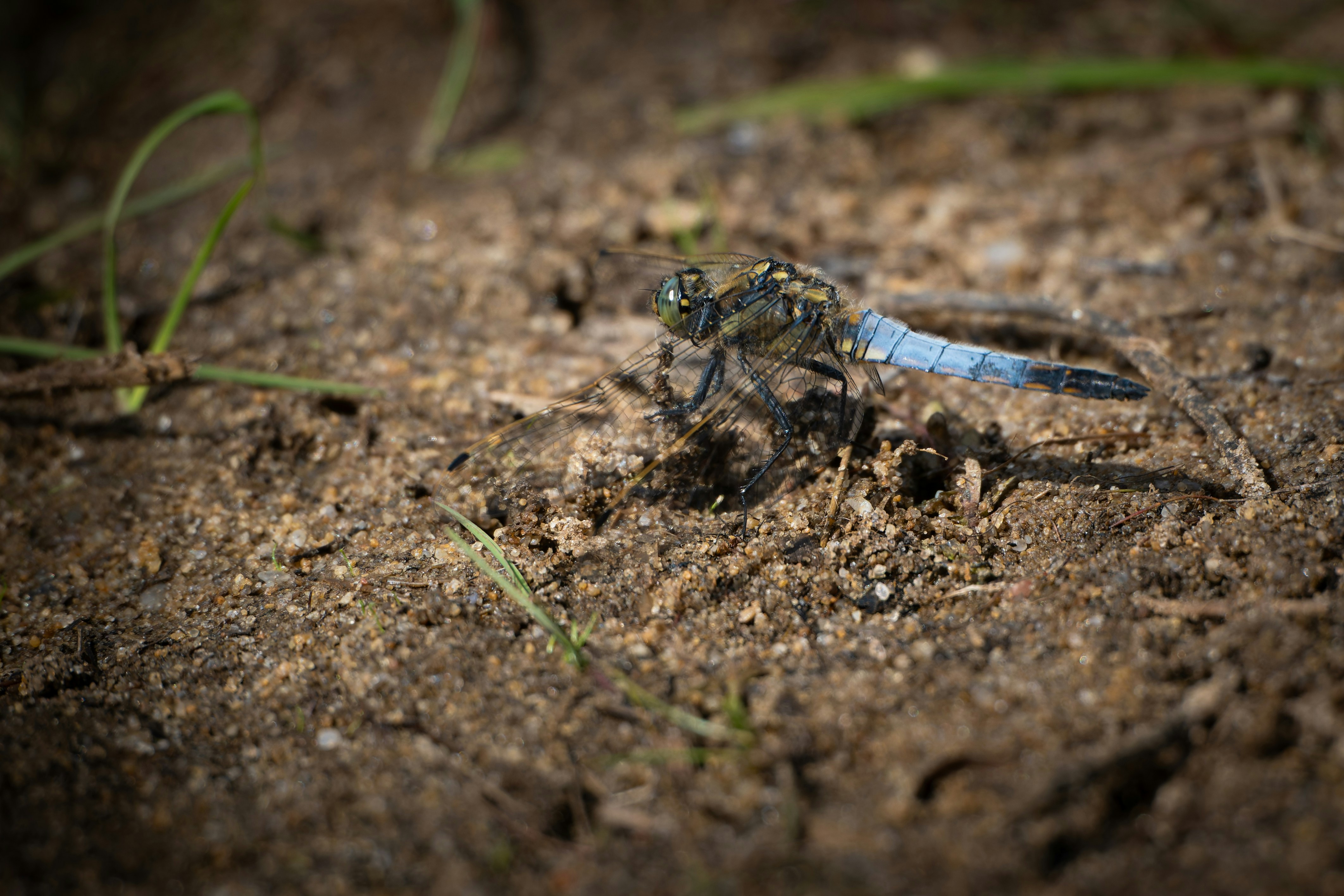 Azure-Striped Dragonfly on Damp Sand: A Micro Quest for Color and Texture