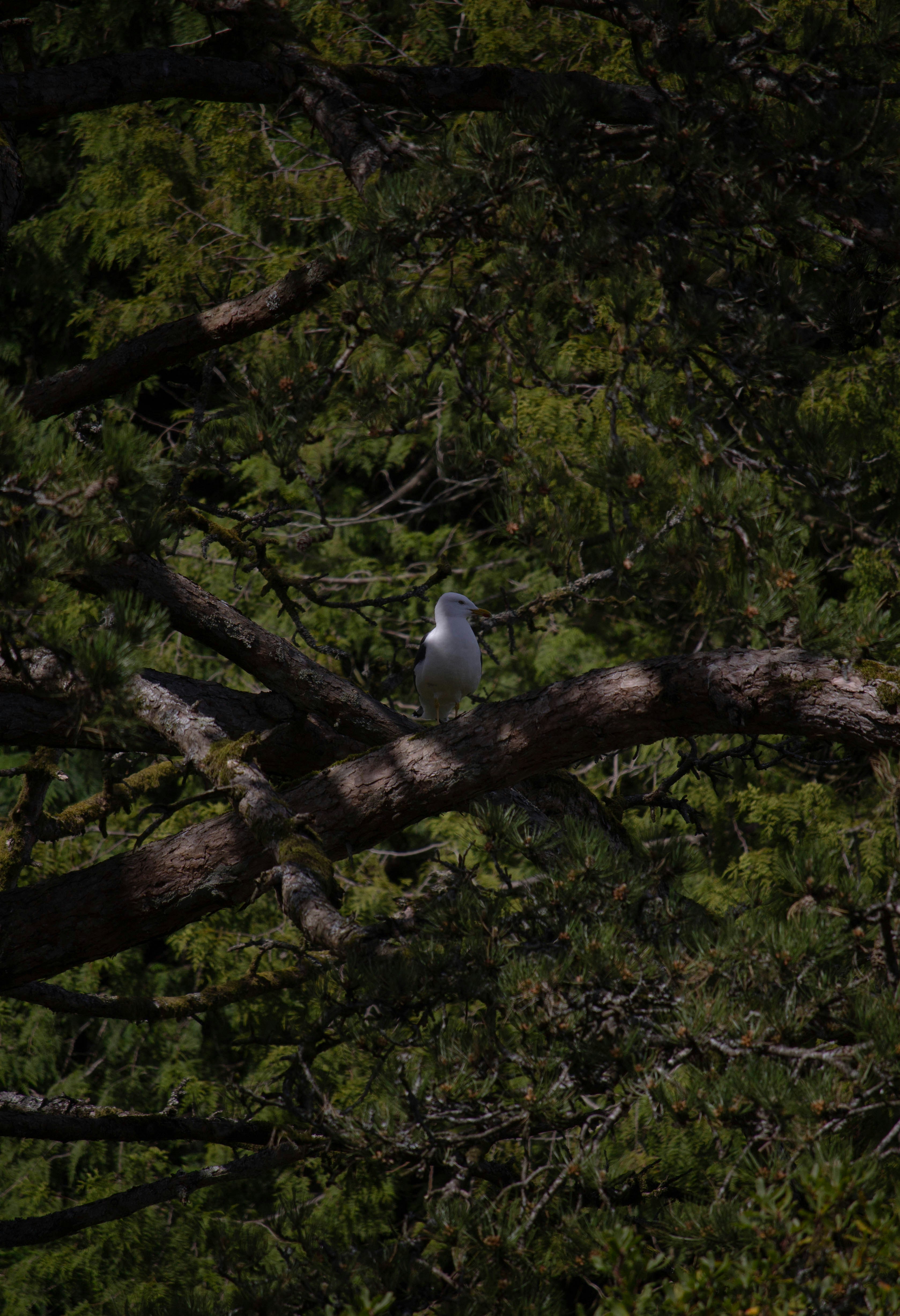 Mid-Branch Sentinel: A White Bird on a Gnarled Pine