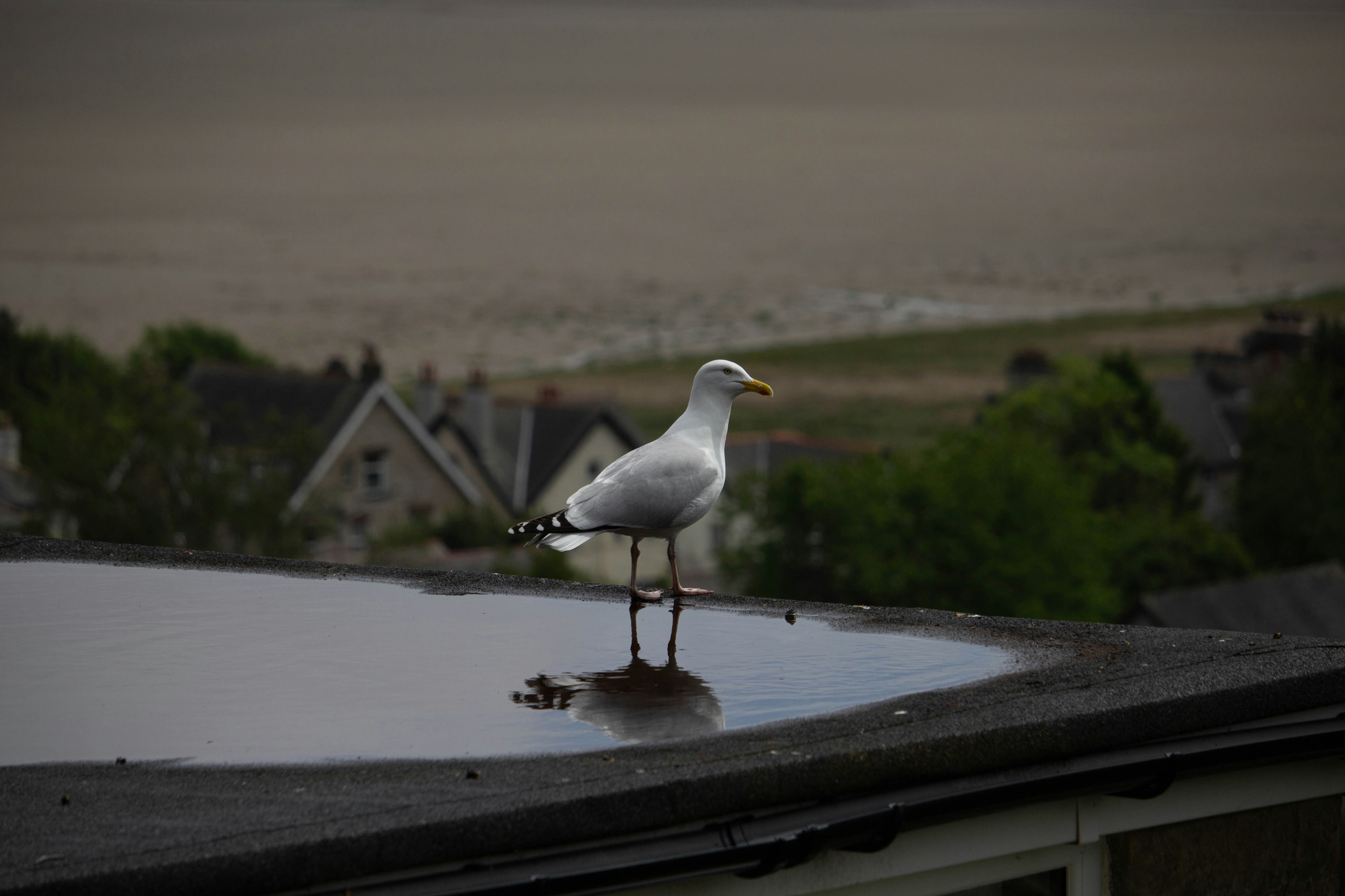 Seagull Sentinel on a Rooftop Mirror