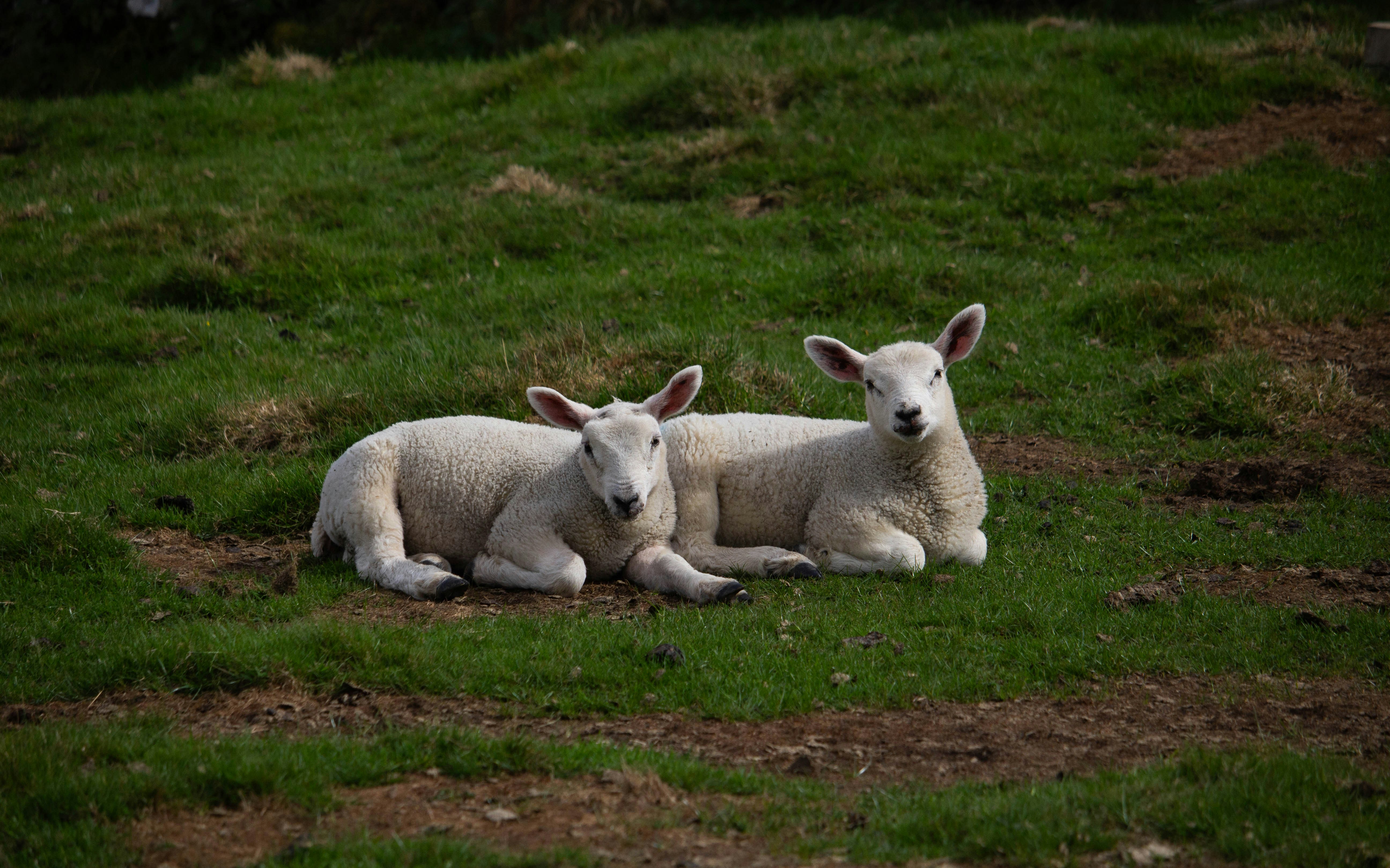 Pair of Woolly Ewes Resting in a Sunlit Meadow