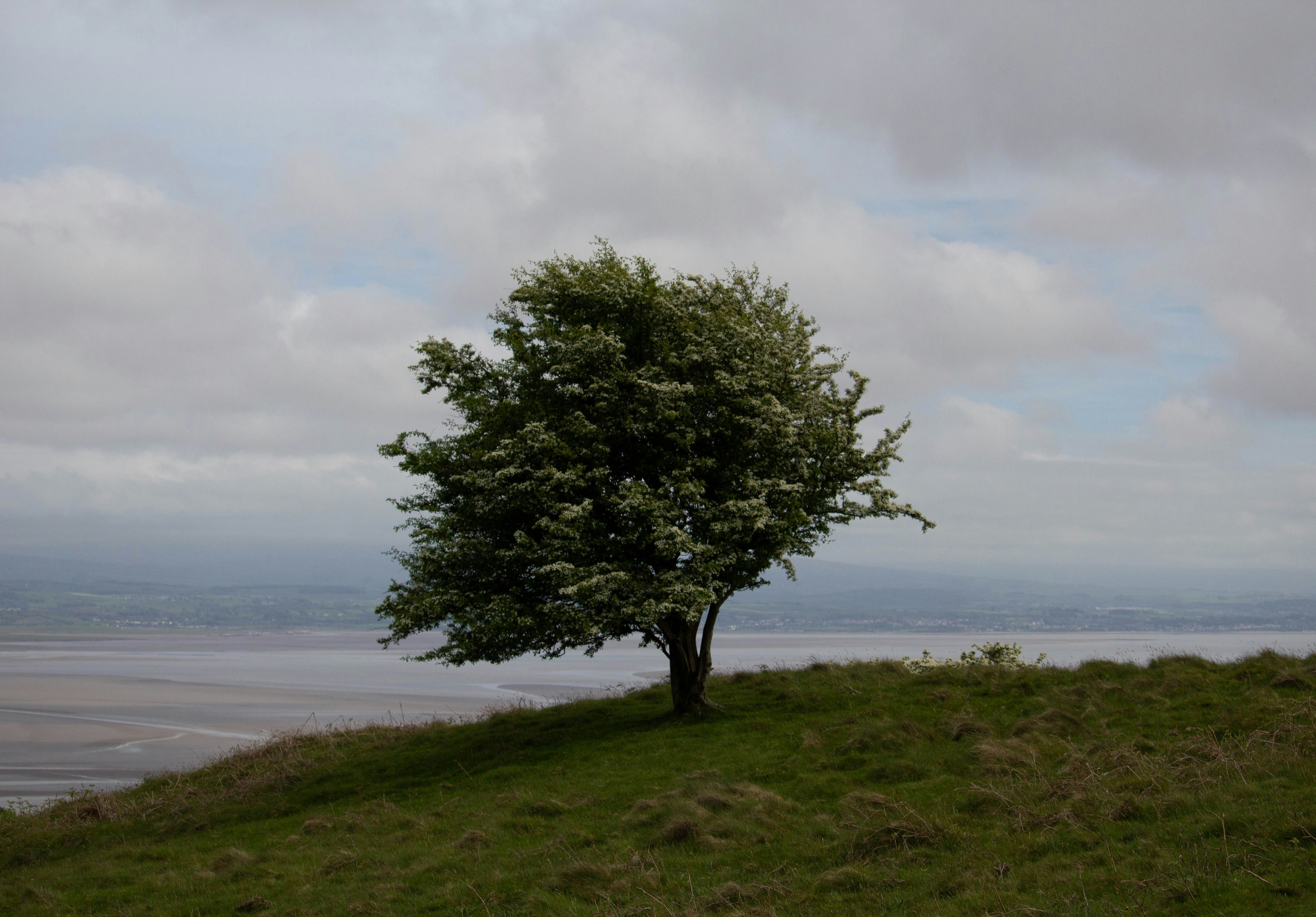 Solitary Windswept Tree on a Sloping Shore