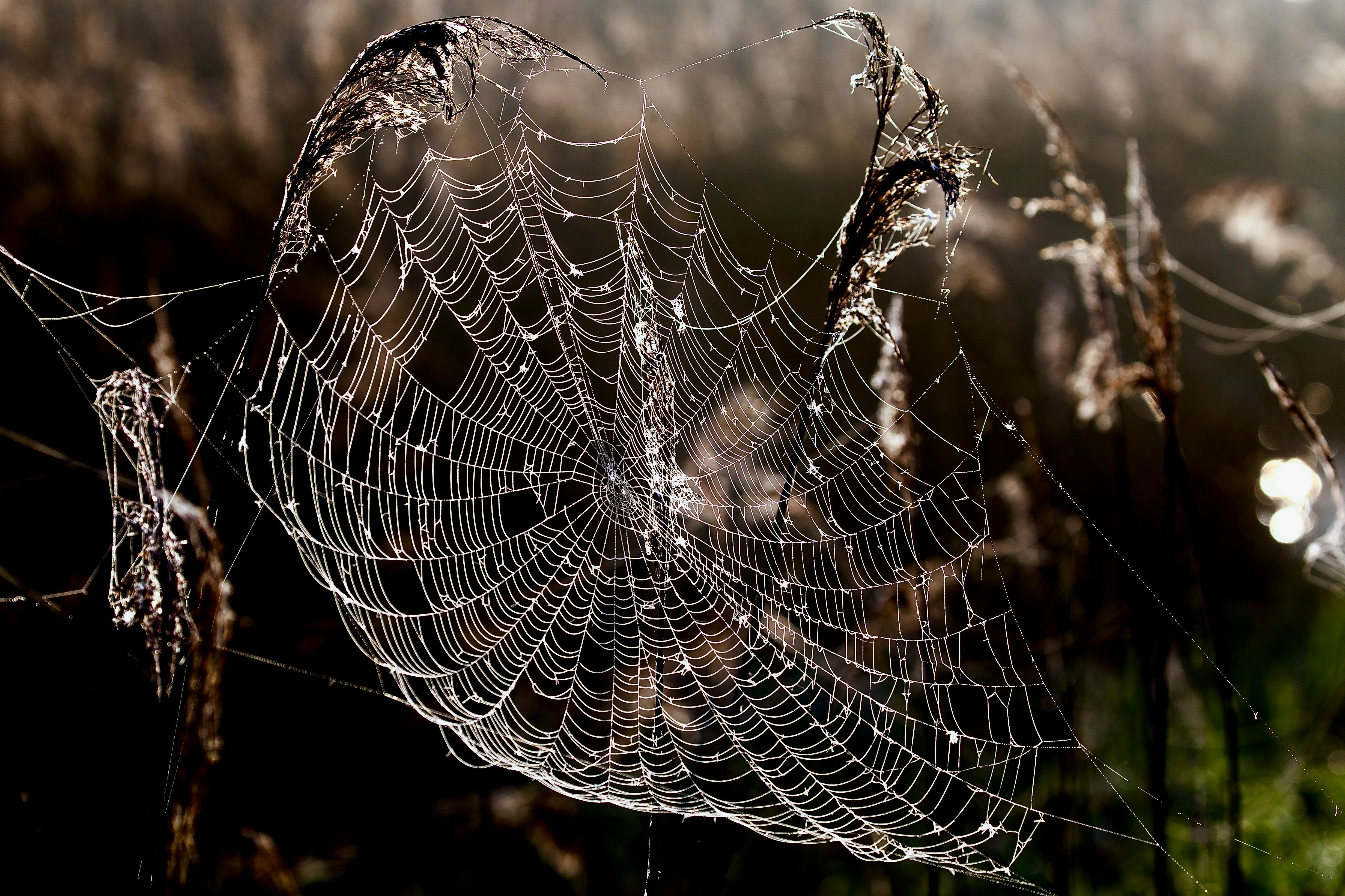 Gossamer Net in Morning Light